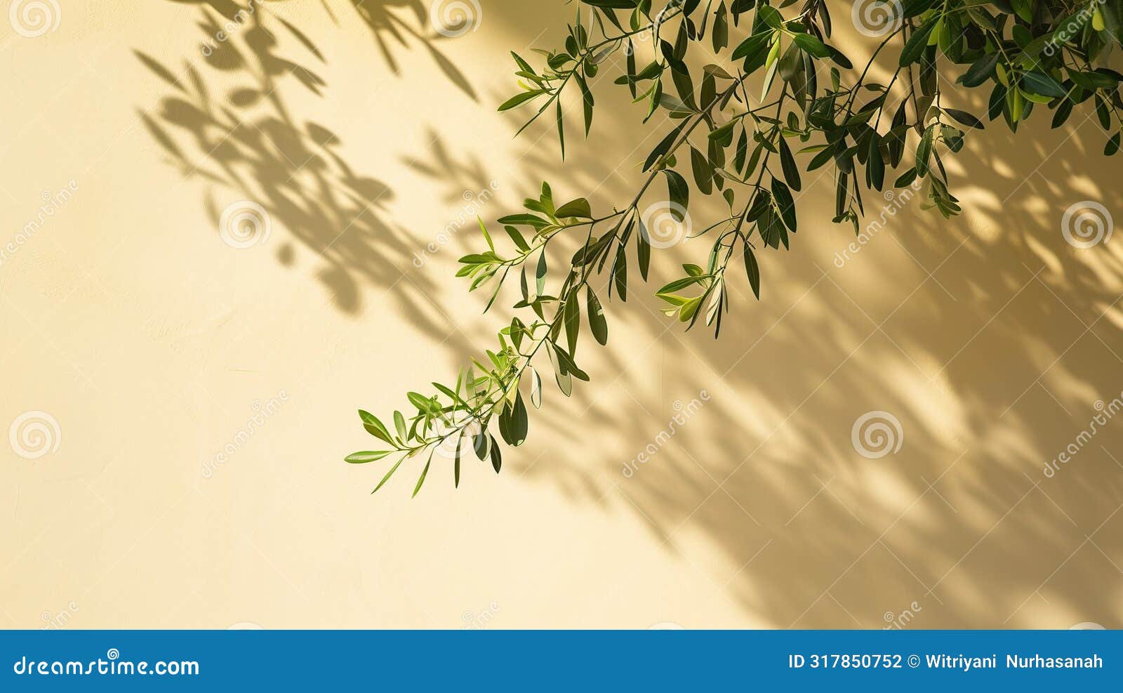 Modern Summer Minimal of Olive Tree Branch in Sunlight with Long ...