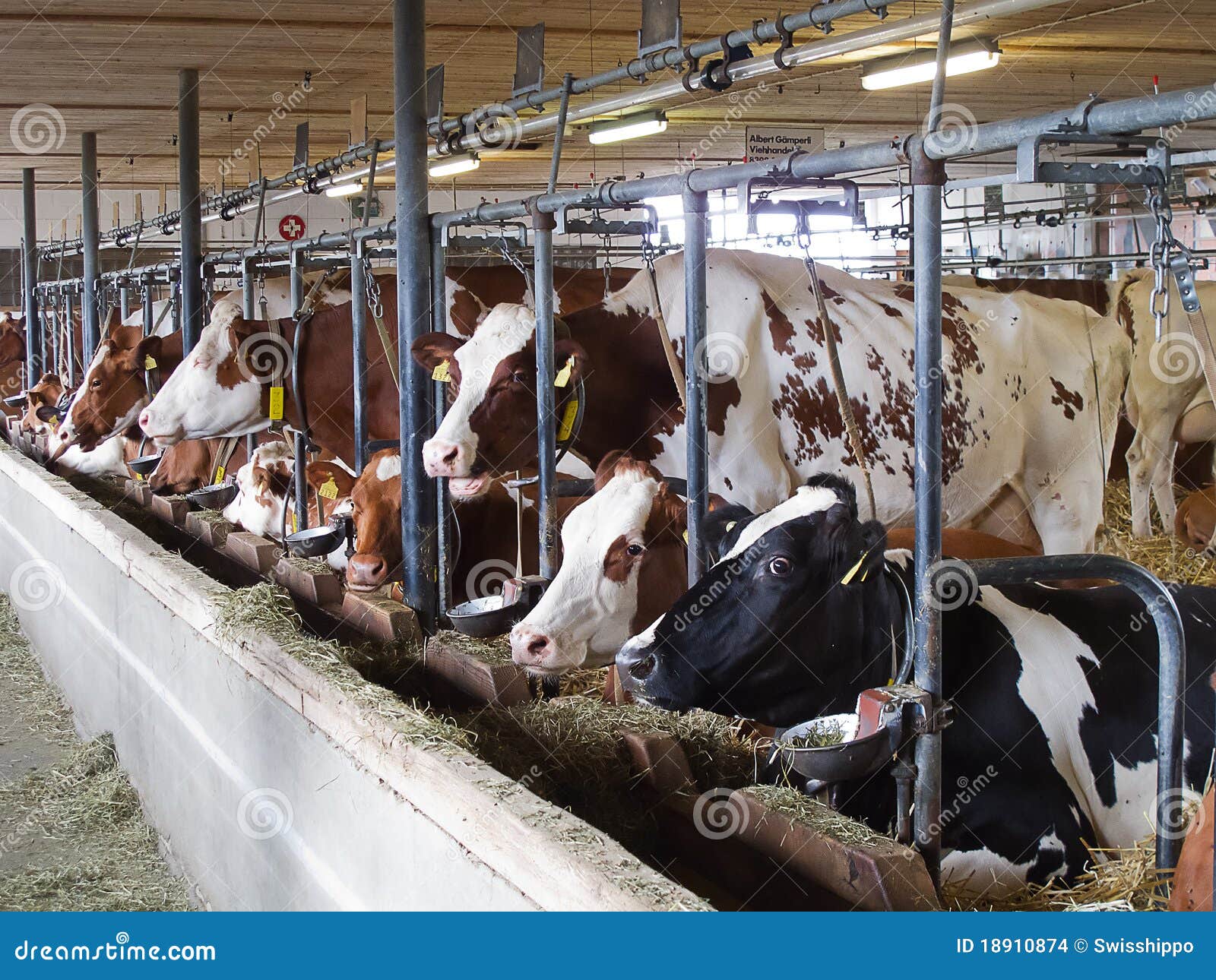 3,100 Modern Cow Farm Stock Photos - Free & Royalty-Free Stock Photos ...