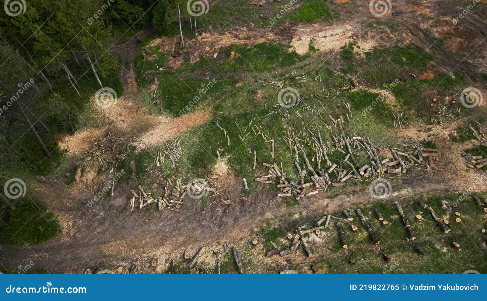 Deforestation in Urban Areas. Sawed Poplars. Sawed Trunks and Large ...