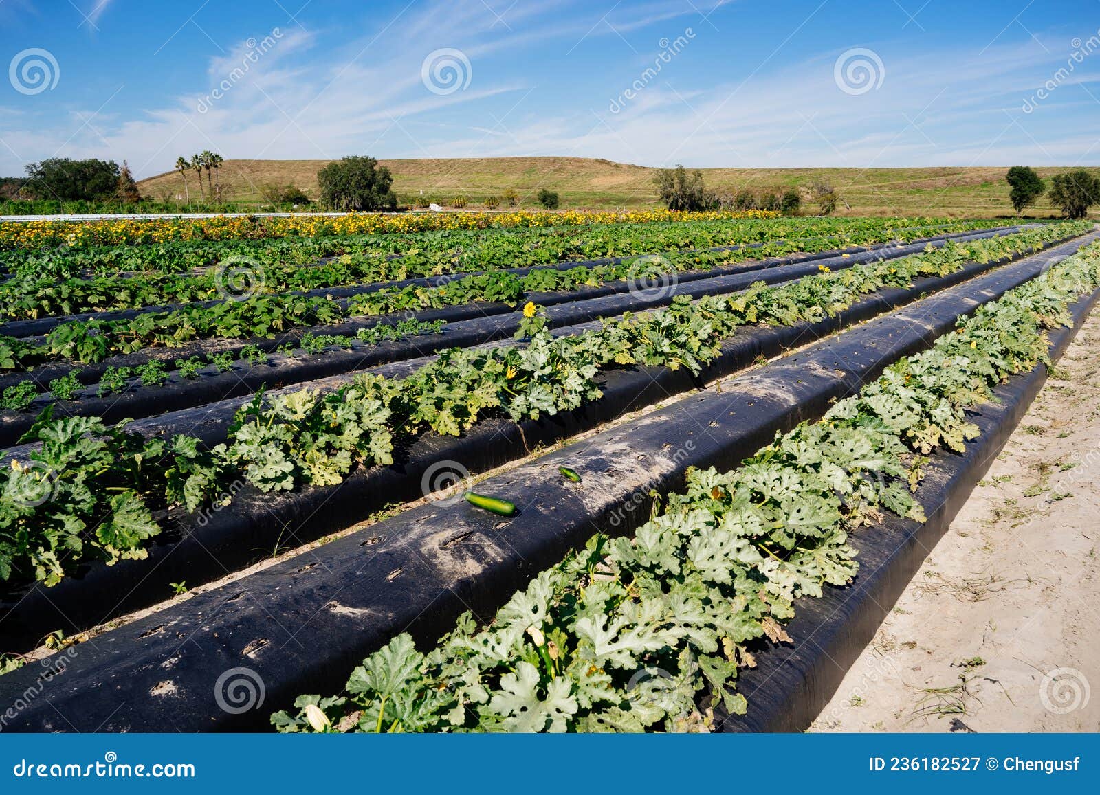 Vegetable Farm in Florida in Winter Stock Image - Image of growing ...