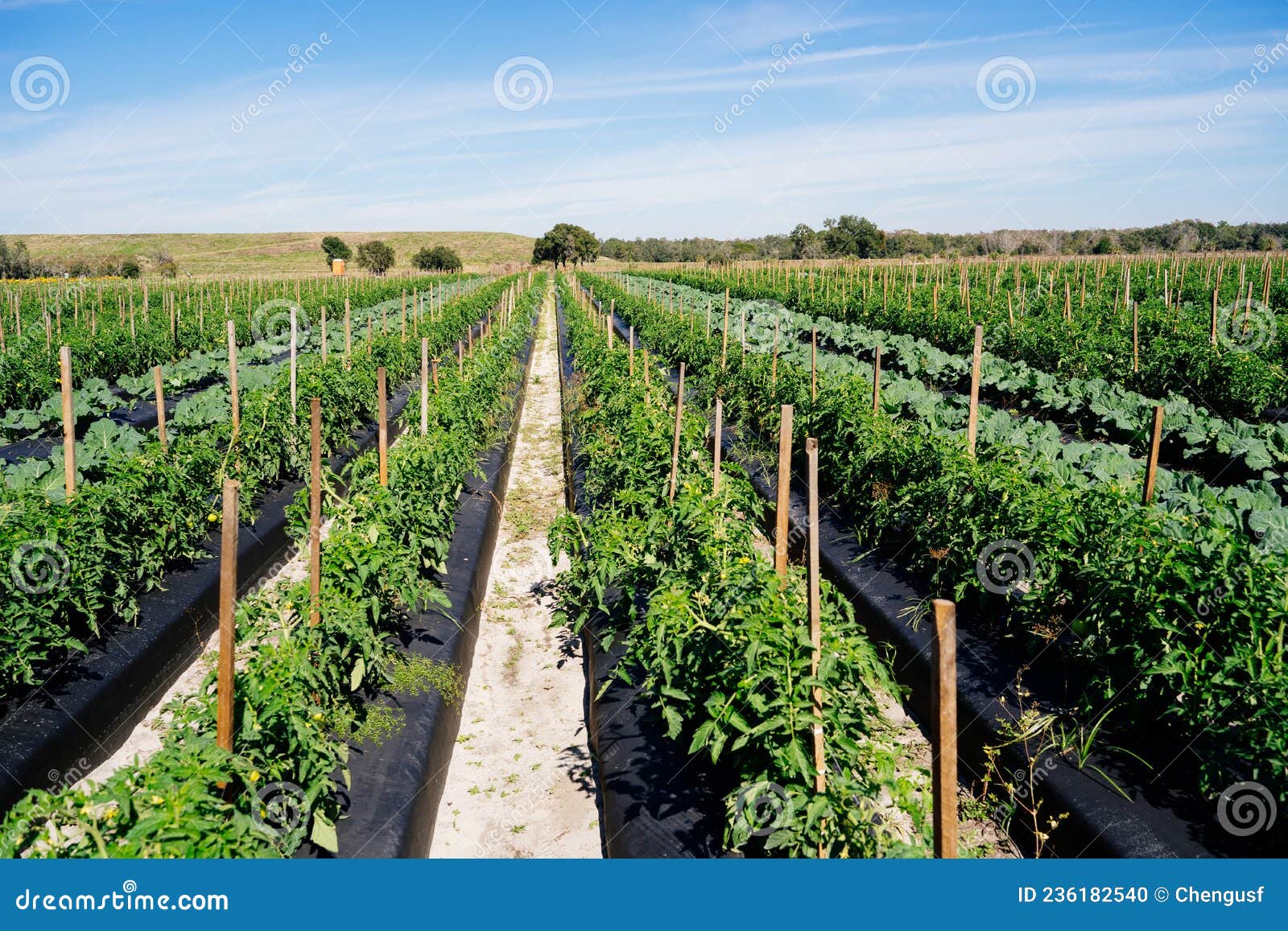 Vegetable Farm in Florida in Winter Stock Photo - Image of leaf ...