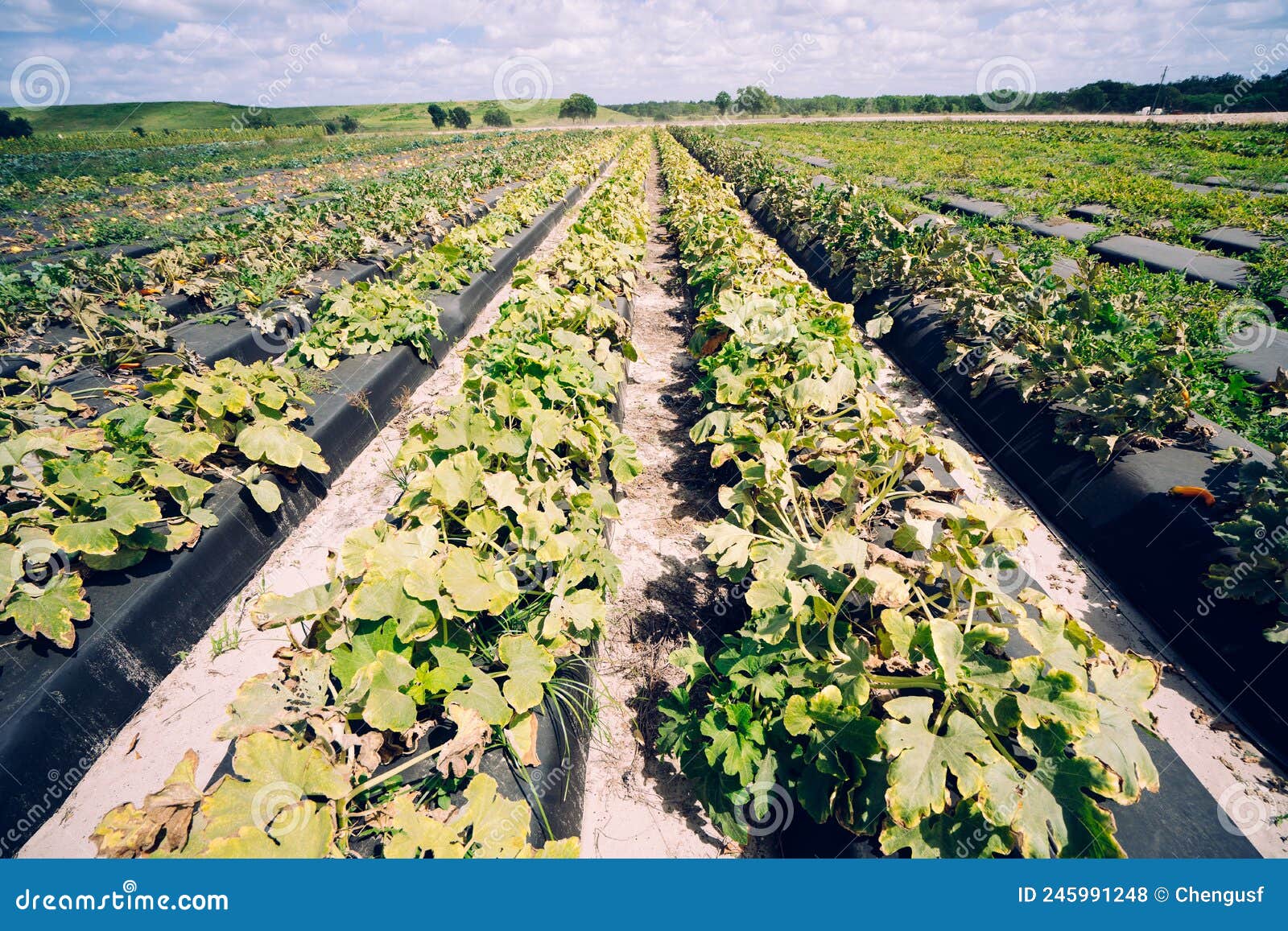 Vegetable Farm in Florida in Winter Stock Photo - Image of leaf ...