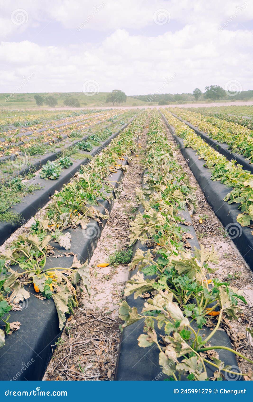 Vegetable Farm in Florida in Winter Stock Image - Image of carrot ...