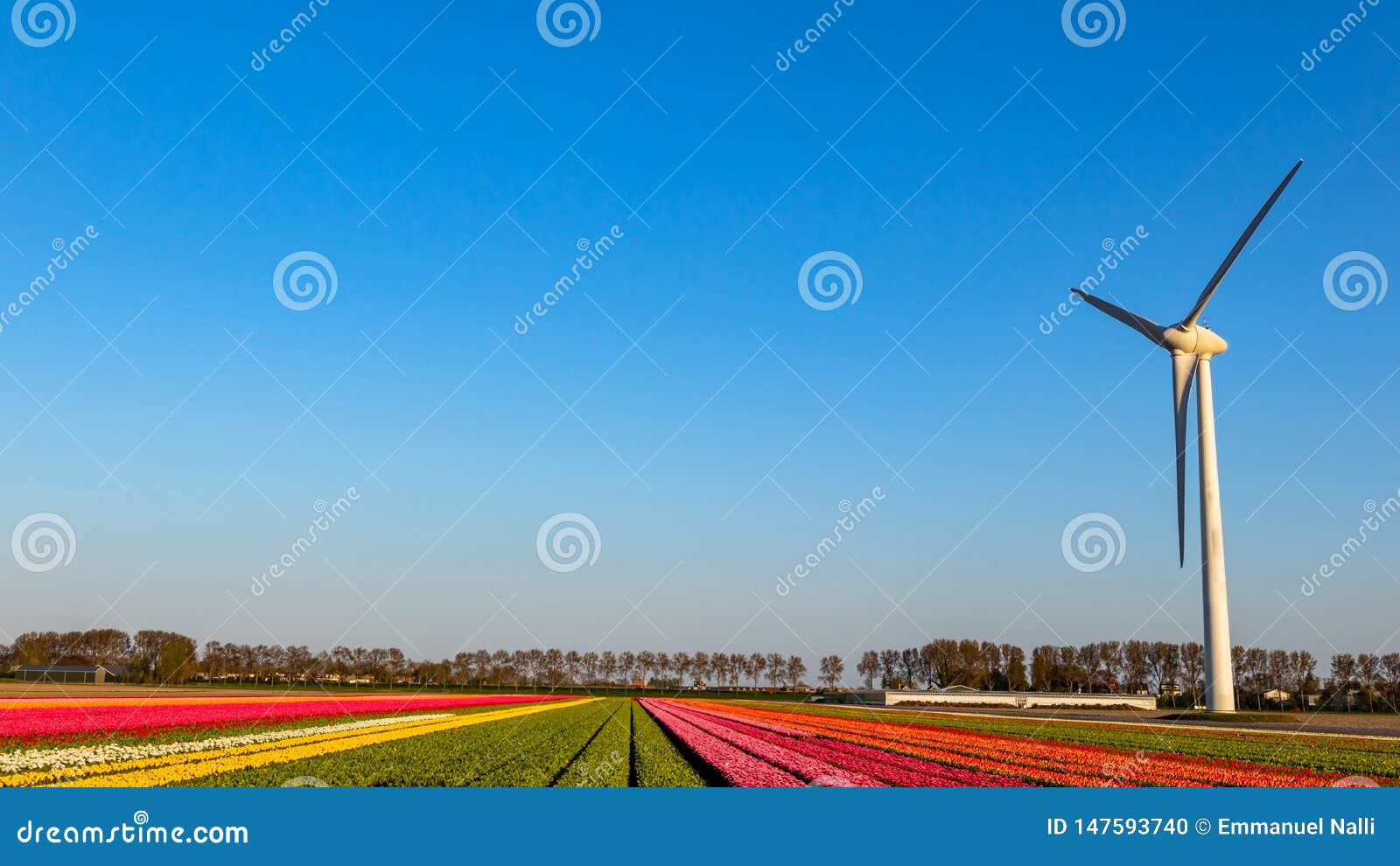 Modern Wind Mill between Tulip Flower Fields in the Netherlands Stock ...