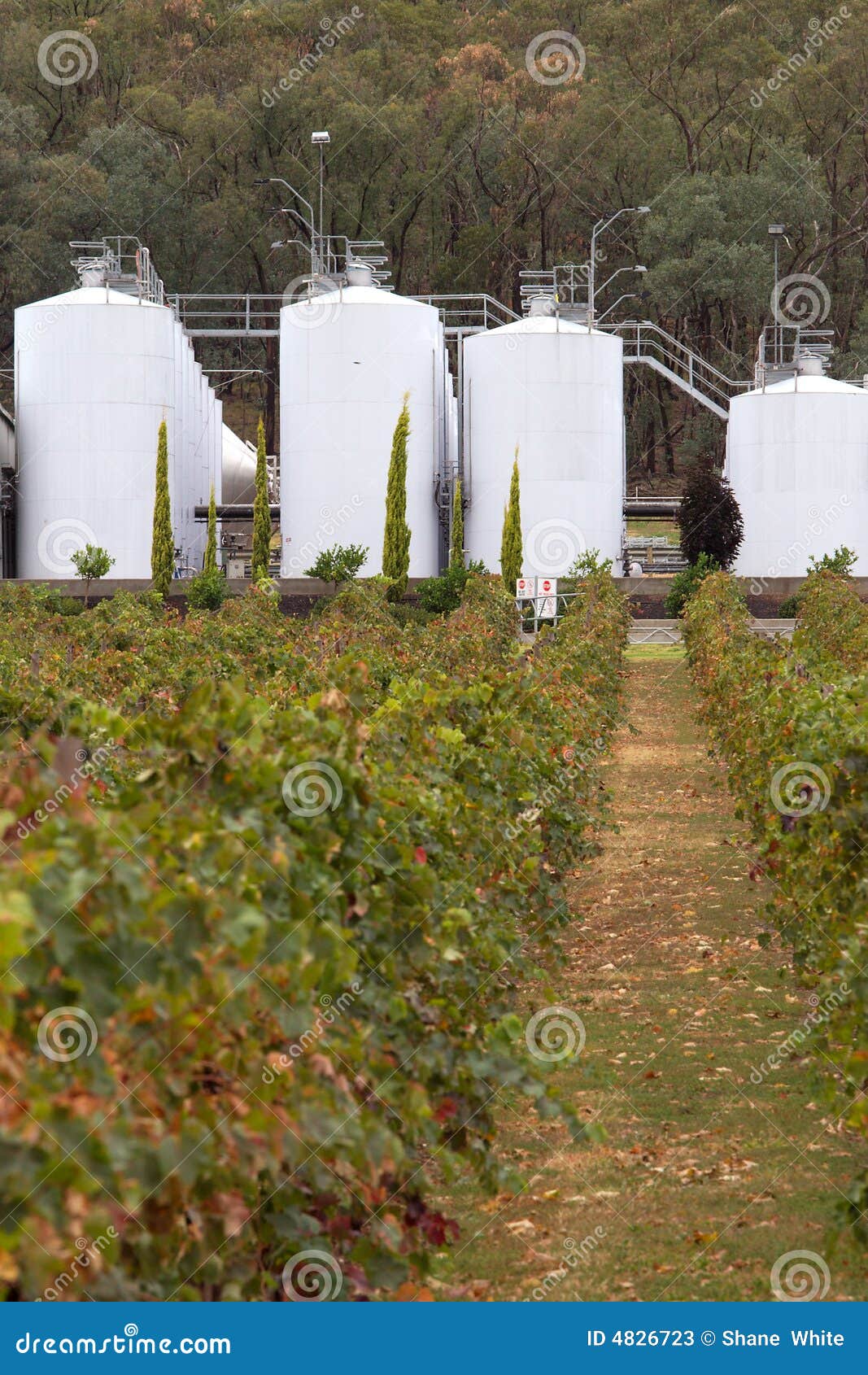 Modern winery. stock image. Image of produce, alcohol - 4826723