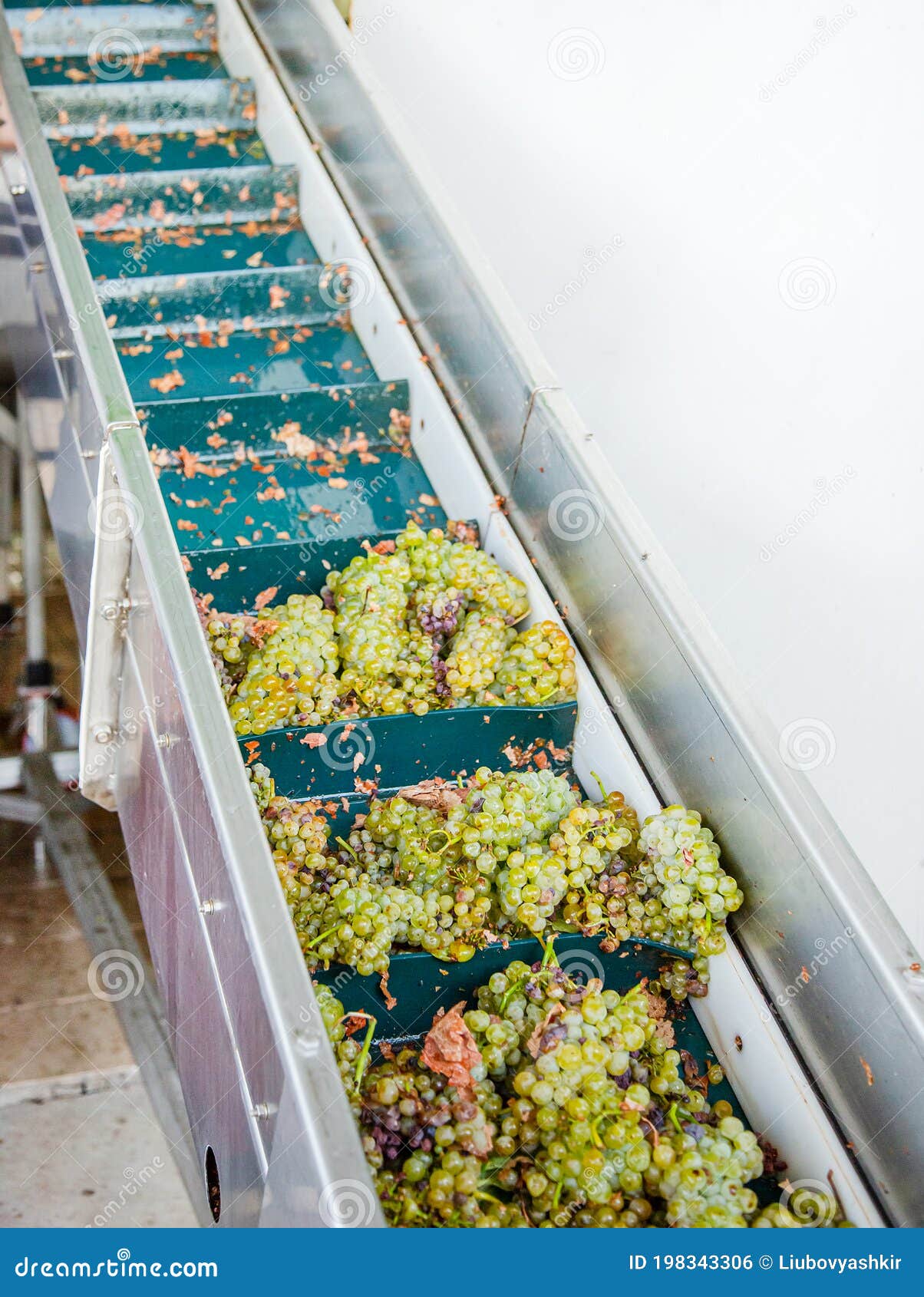 Modern Winery Machine with Grapes. Process of Crushing the Grapes in ...