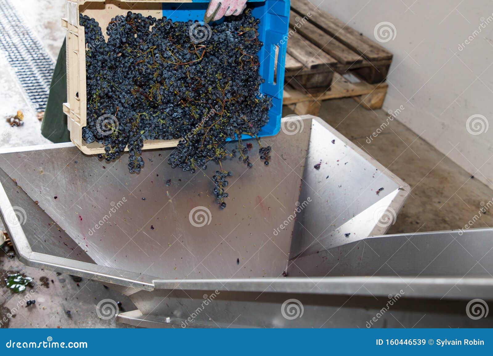 Modern Winery Machine with Red Grapes in Harvest Cellar Stock Image ...