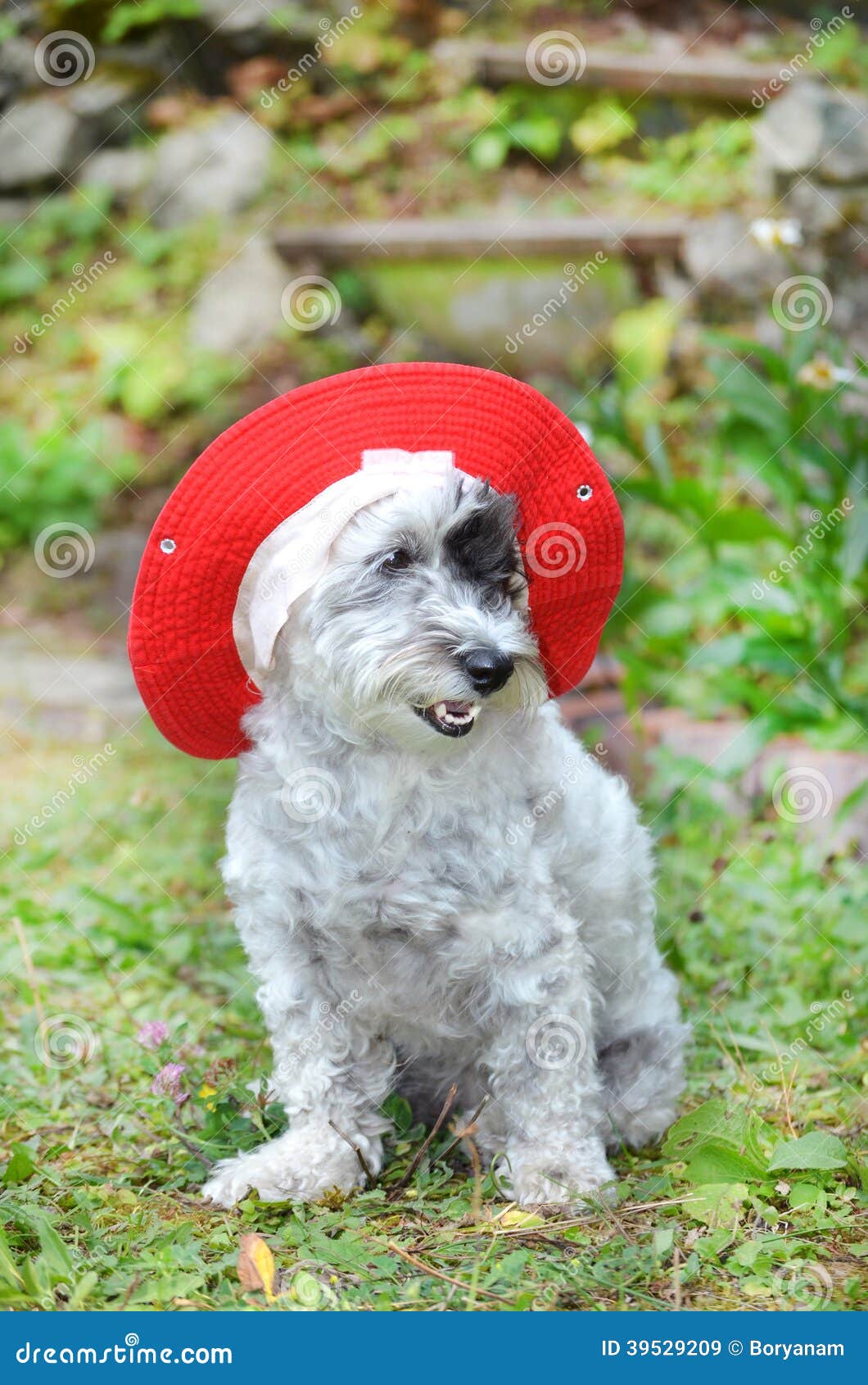 Moderner Hund Mit Rotem Hut Stockbild - Bild von freundlich, nave: 39529209