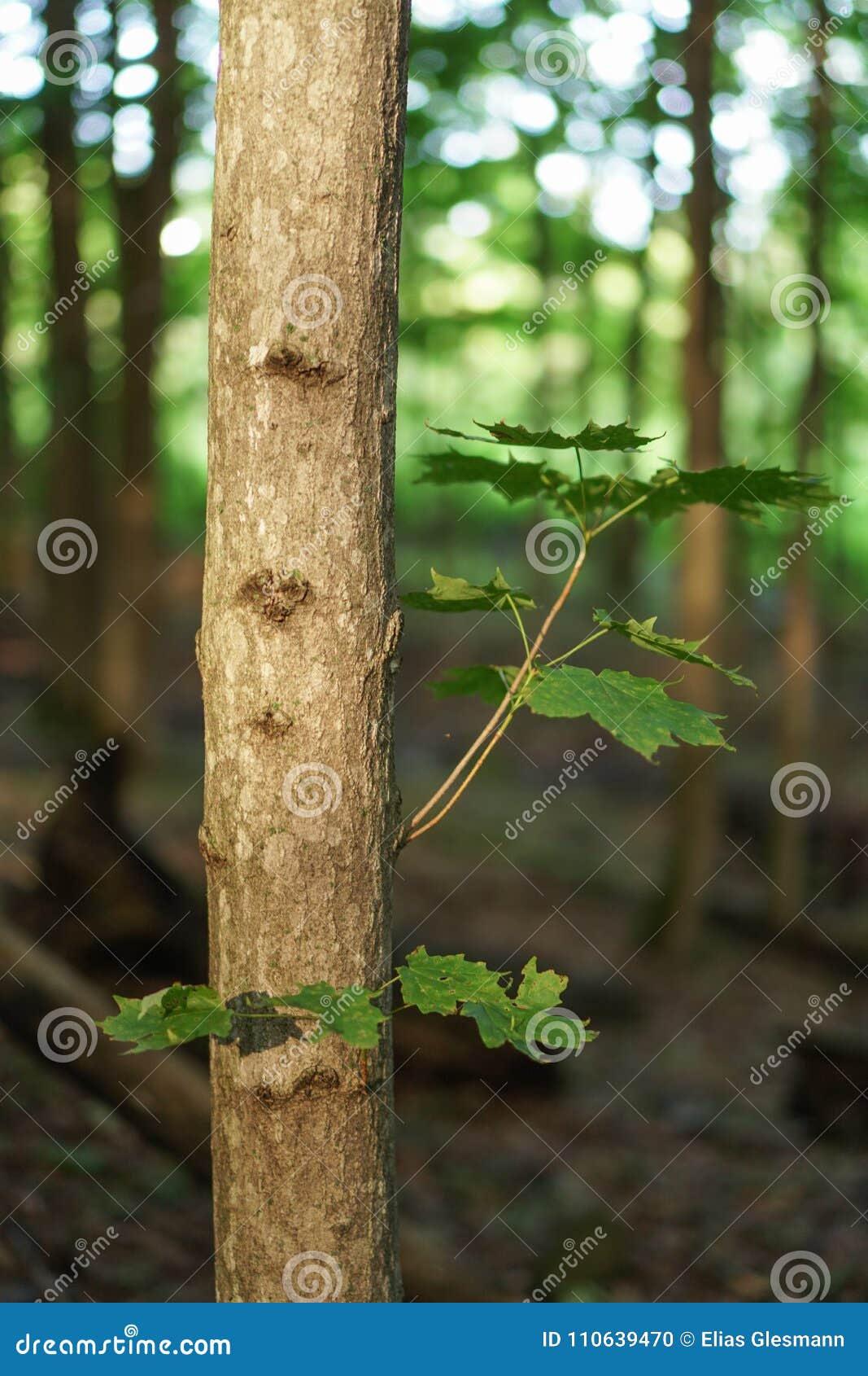Modest maple stock photo. Image of green, dark, tree - 110639470