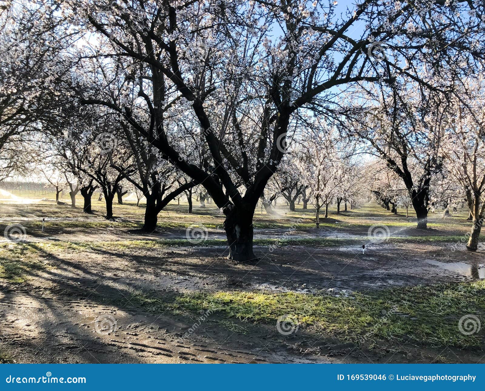 Springtime Orchards Landscape in Modesto a California Stock Photo ...