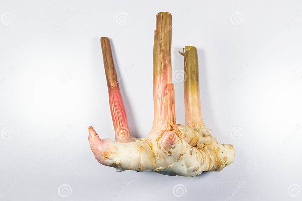 Modified Stem and Root for Education in Laboratory. Stock Photo - Image ...