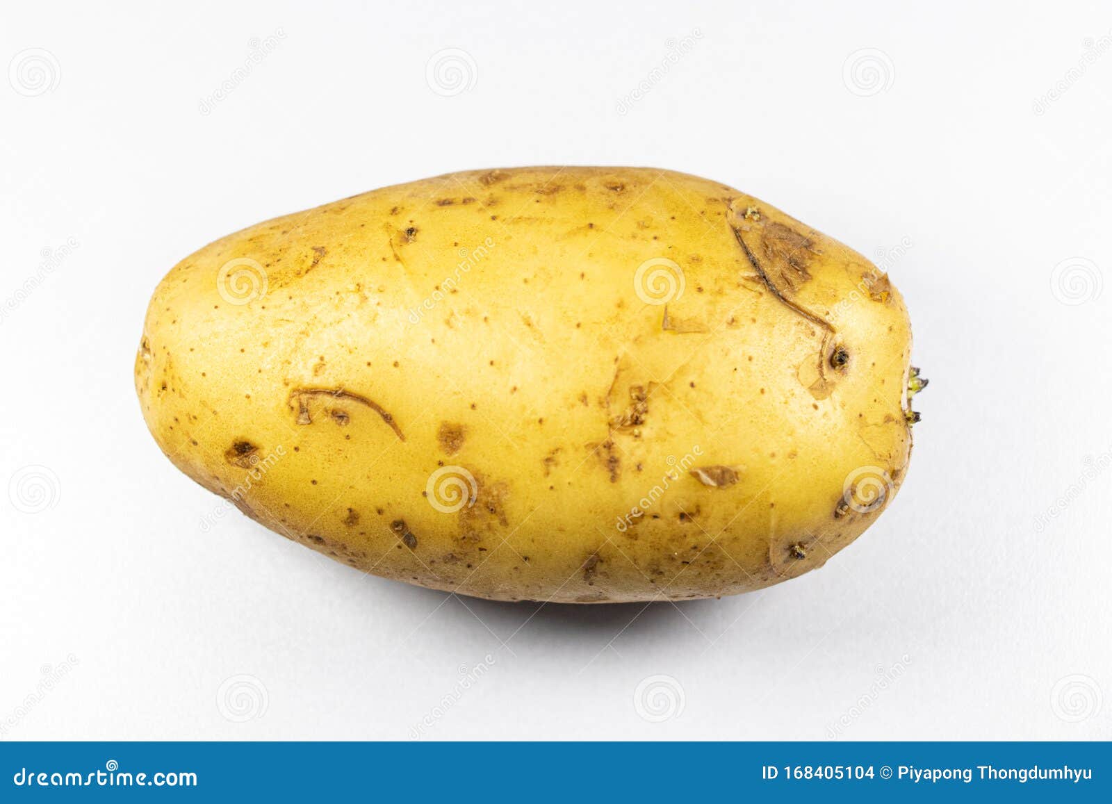 Modified Stem and Root for Education in Laboratory. Stock Photo - Image ...