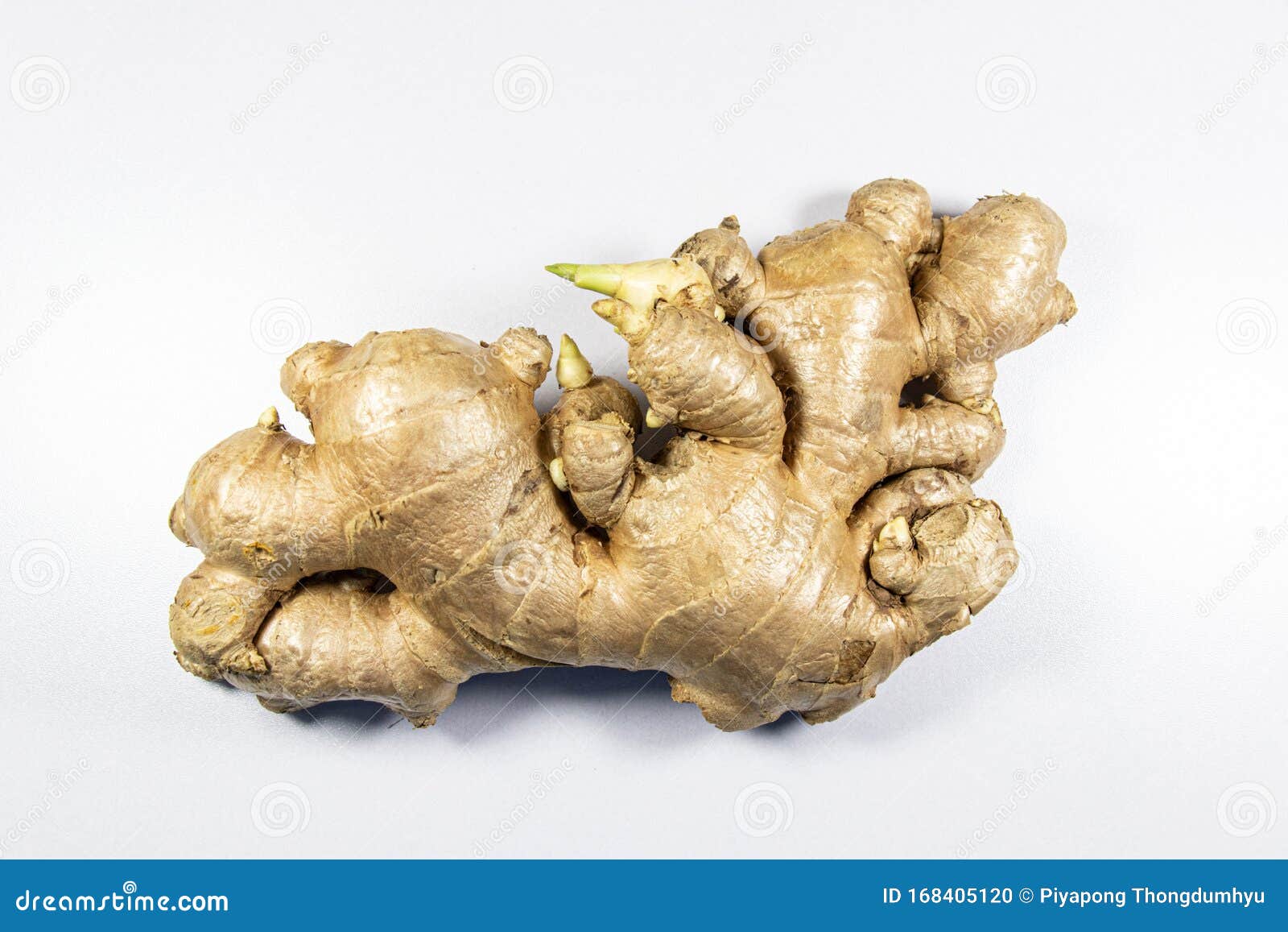 Modified Stem and Root for Education in Laboratory. Stock Photo - Image ...