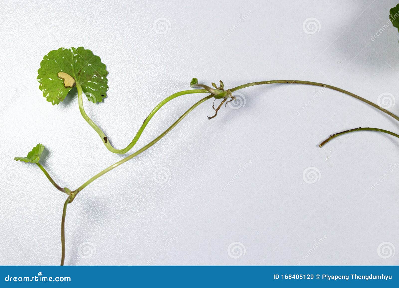 Modified Stem Of A Plant