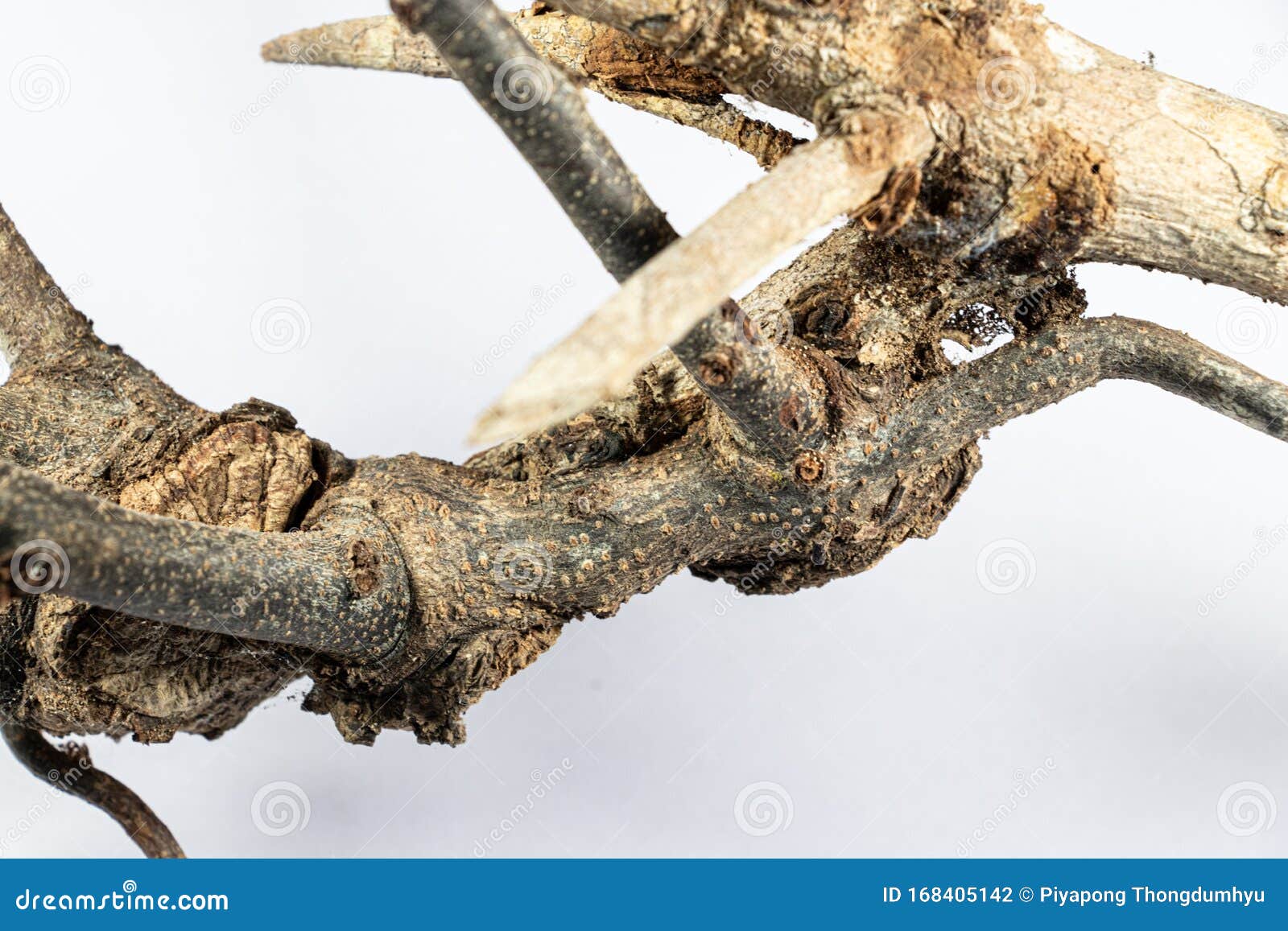 Modified Stem and Root for Education in Laboratory. Stock Photo - Image ...