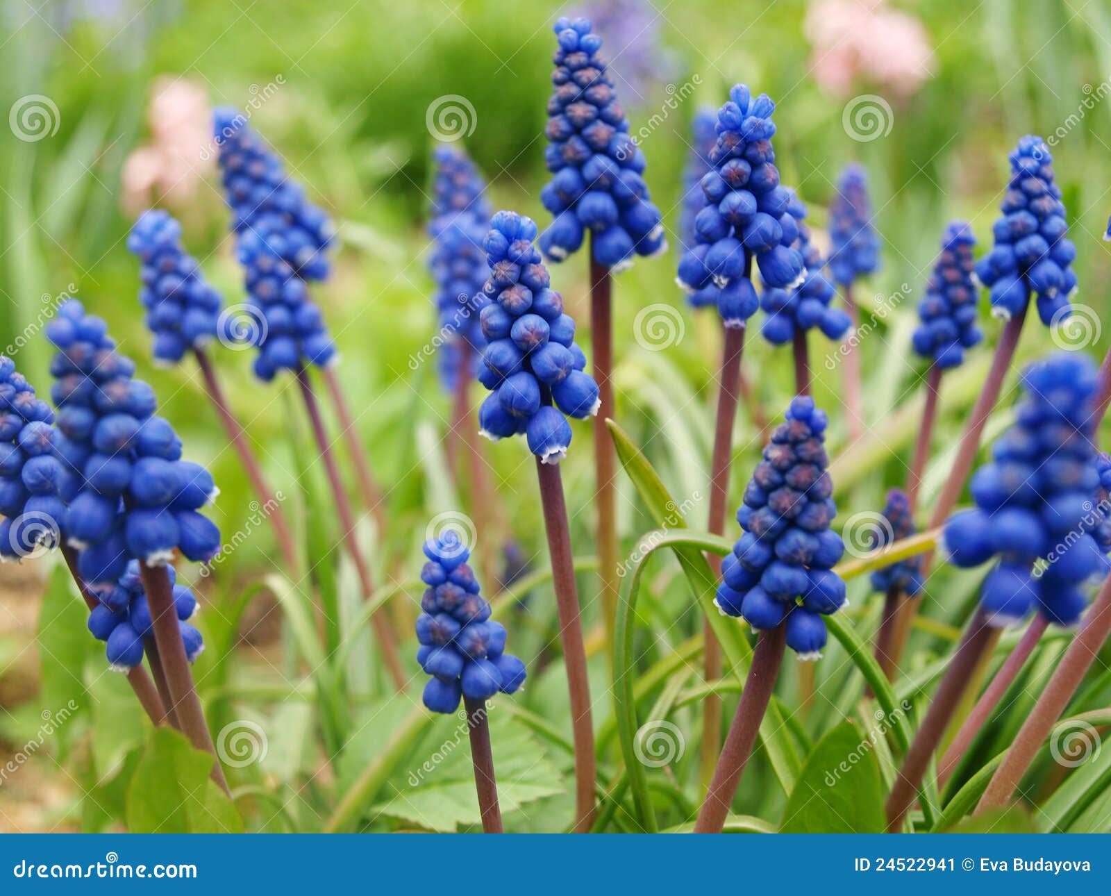 Modrica stock image. Image of blooming, flowering, green - 24522941