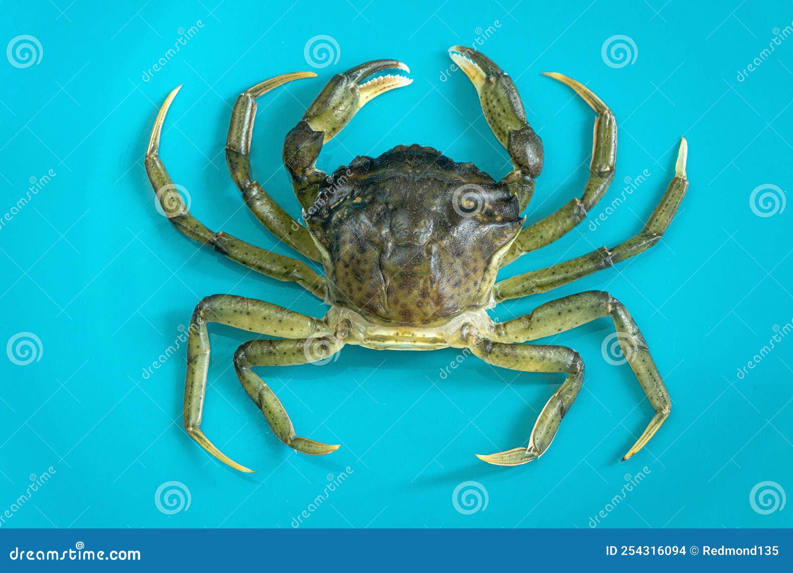 Moeca, Usually Plural Moeche or Moleche, a Kind of Crab Caught in the ...