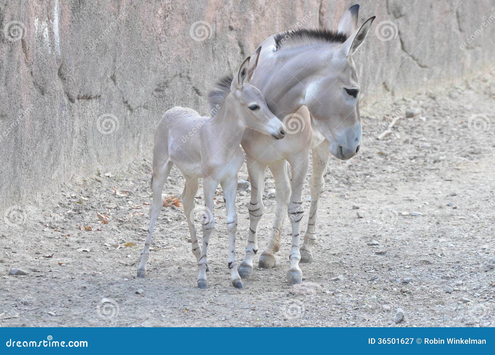 Moeder En Baby Somalische Wilde Ezel Stock Afbeelding - Image of ...