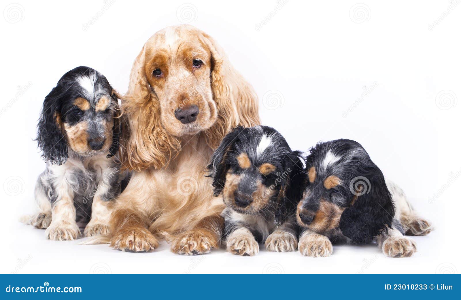 Engelse Cocker Spaniel Puppy Engelse Cocker Spaniel: Compleet