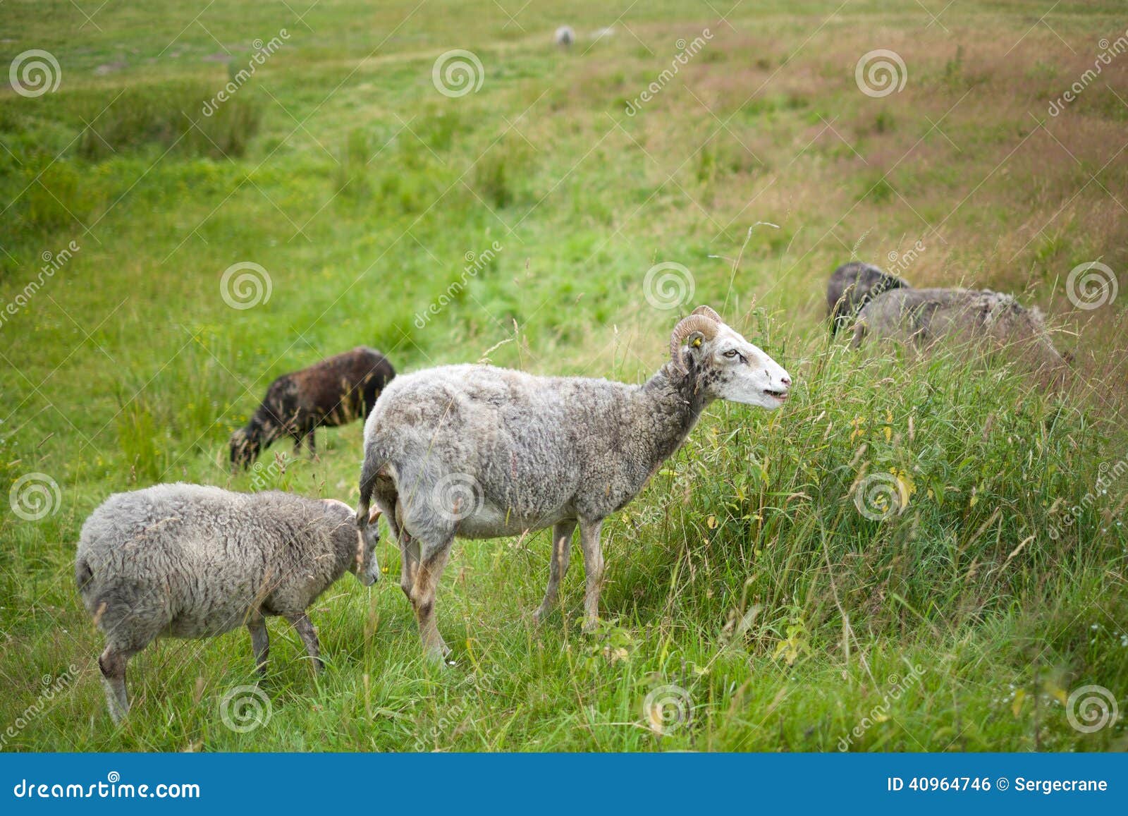 Moedergeit Met Een Jong Geitje Stock Foto - Image of pasgeboren, dieren ...