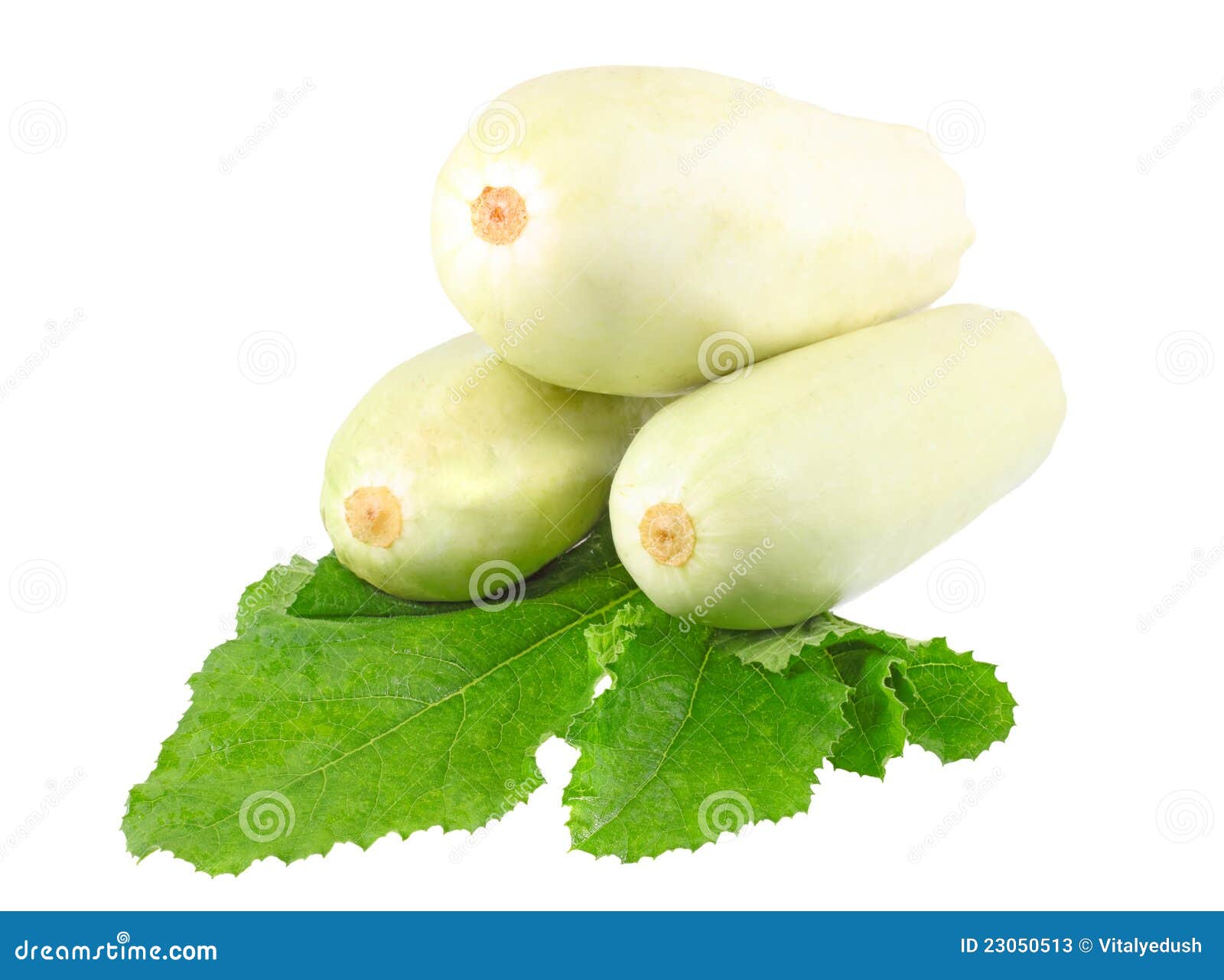 Moelle /courgette blanche image stock. Image du racème - 23050513
