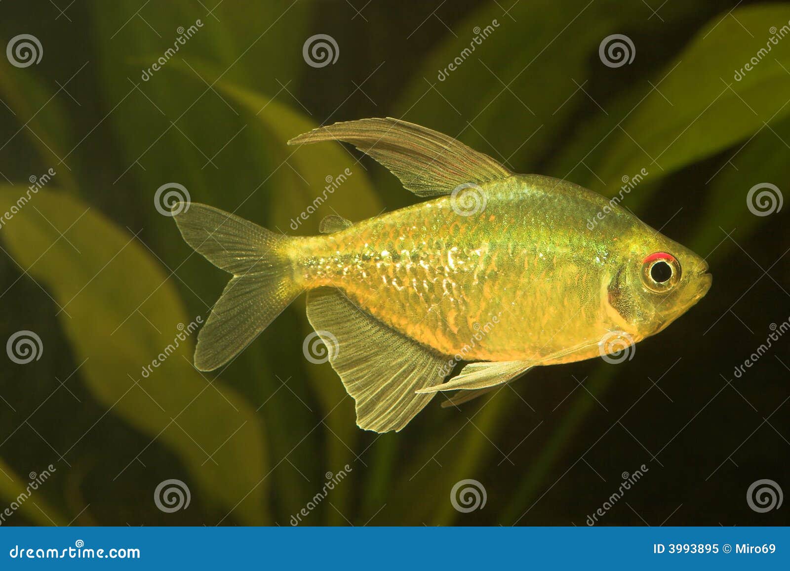 Moenkhausia pittieri stock image. Image of valencia, beauty - 3993895