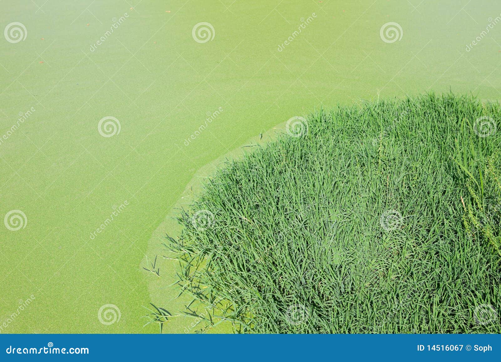 Moeras stock afbeelding. Image of groen, nave, eiland - 14516067