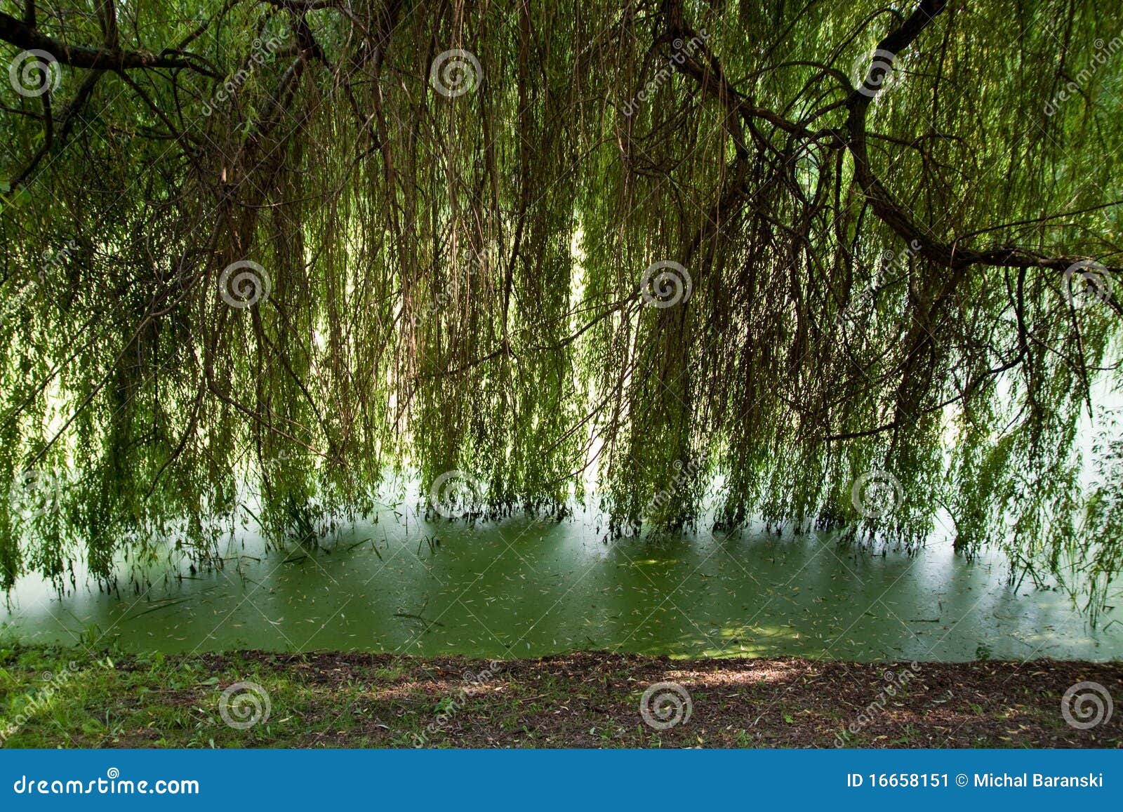 Moeras stock afbeelding. Image of nave, boom, biologie - 16658151