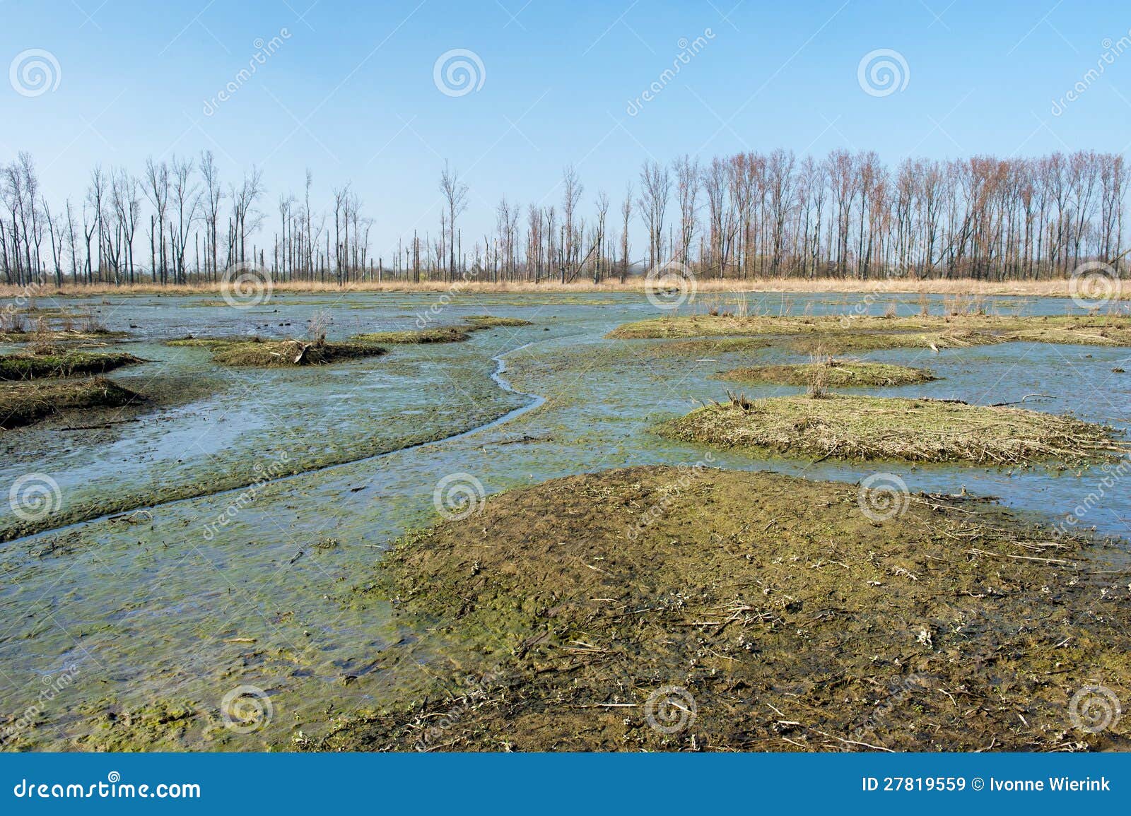 Moeras stock afbeelding. Image of modder, landschap, holland - 27819559