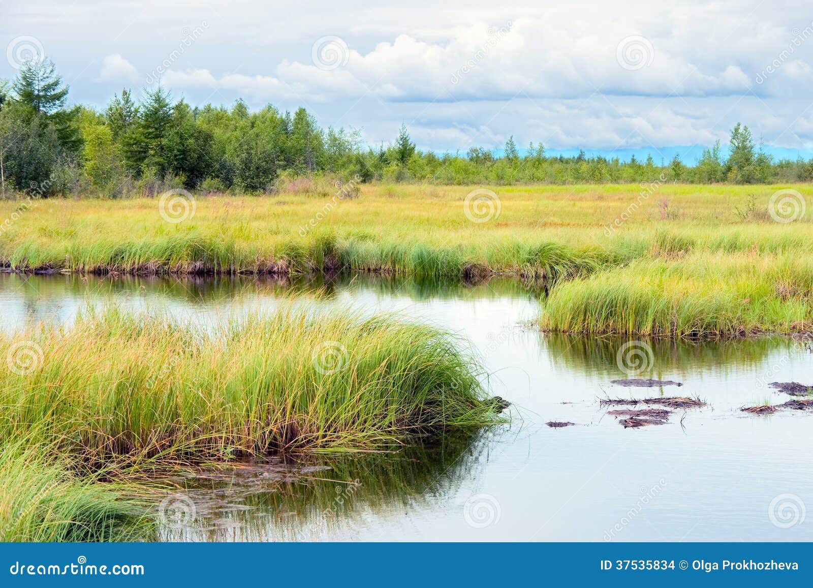 Moeras stock foto. Image of riet, bewolking, meer, blauw - 37535834