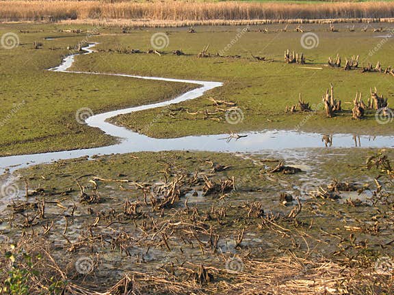 Moeras stock foto. Image of riet, najaar, oekraïne, nave - 4526476