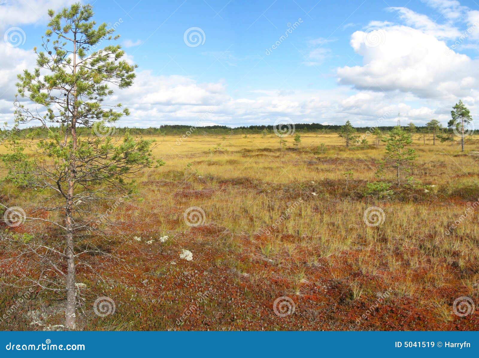 Moeras stock afbeelding. Image of moerasland, wildernis - 5041519