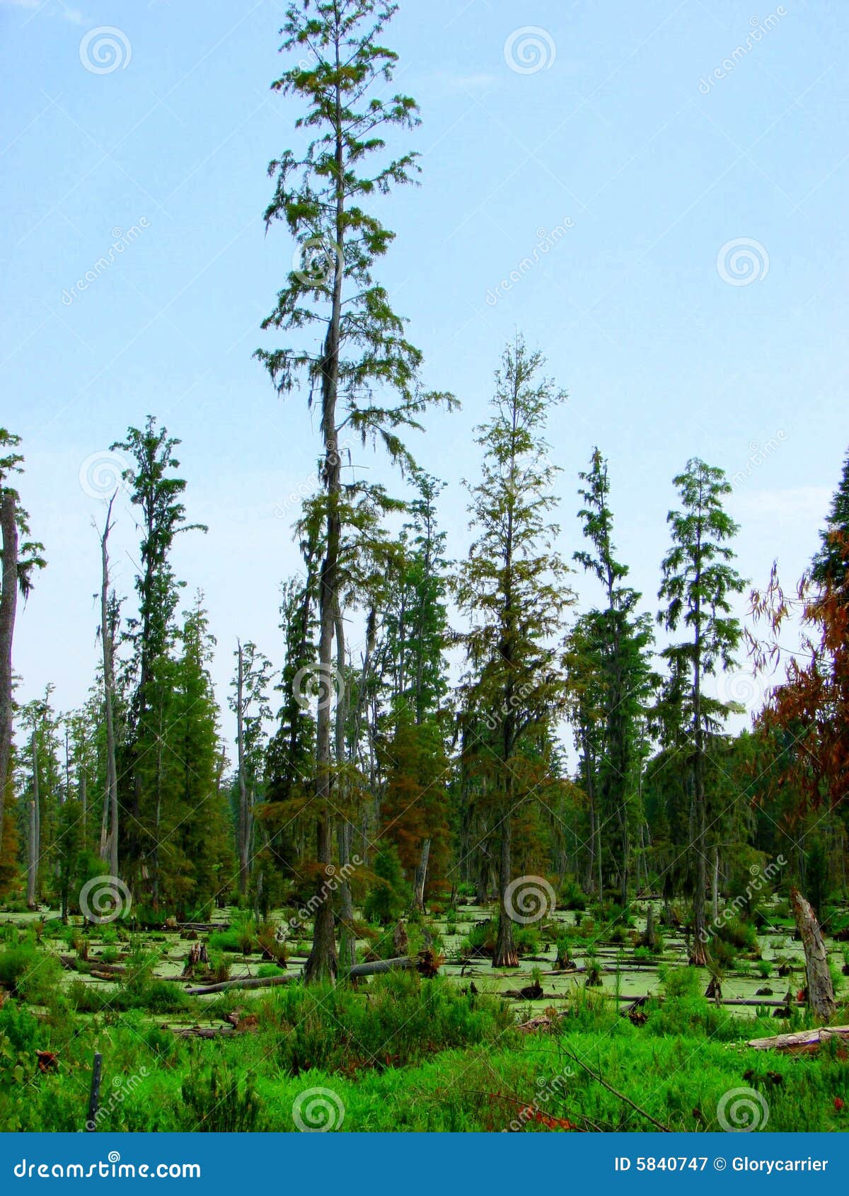 Moeras stock afbeelding. Image of moeras, duister, groen - 5840747