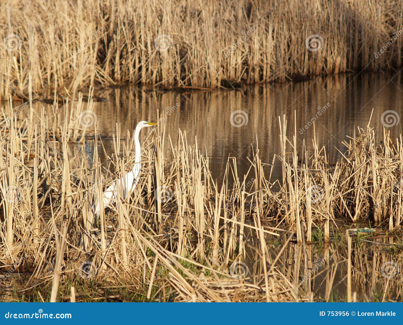 Moeras stock foto. Image of buiten, moeras, moerasland - 753956