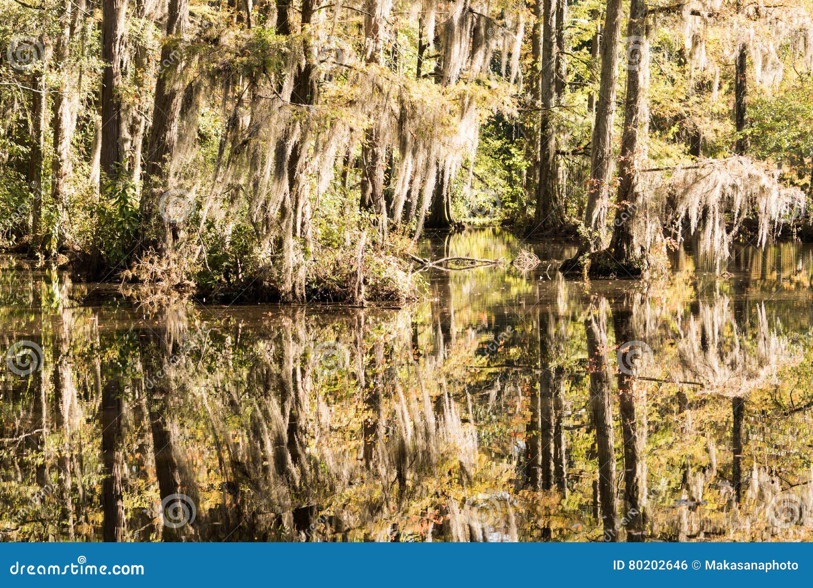 Moeras stock foto. Image of vijver, wilg, iris, tuinen - 80202646