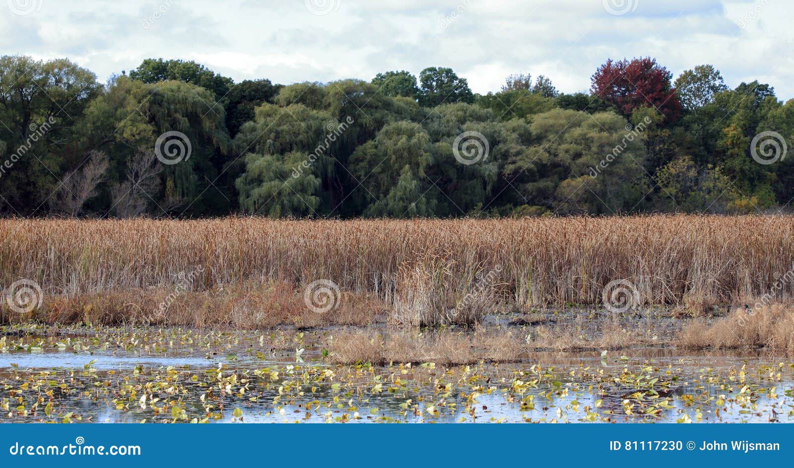 Moeras in De Herfst Met Riet En Wilgen Stock Foto - Image of kattails ...