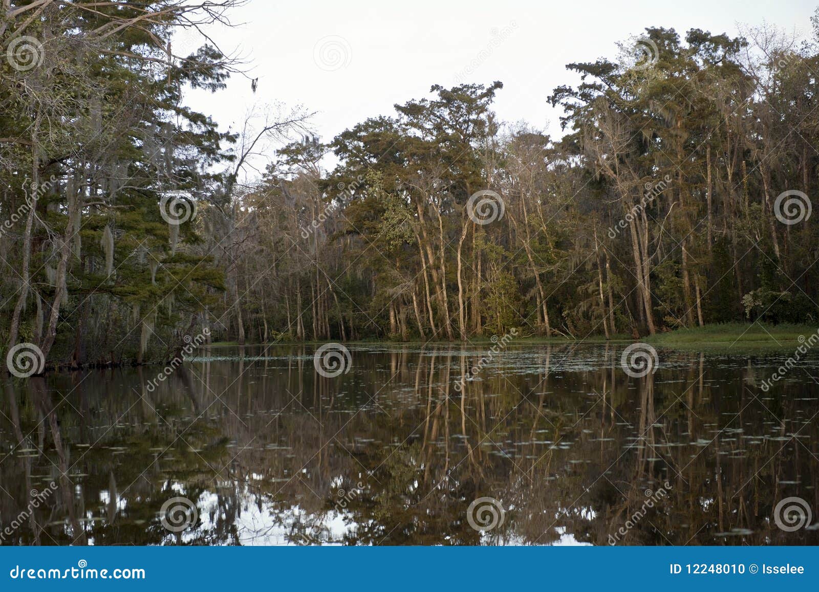 Moeras Dichtbij New Orleans, Louisiane Stock Foto - Image of louisiane ...