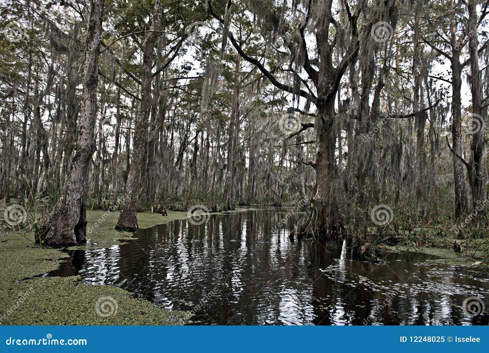 Moeras Dichtbij New Orleans, Louisiane Stock Afbeelding - Image of ...