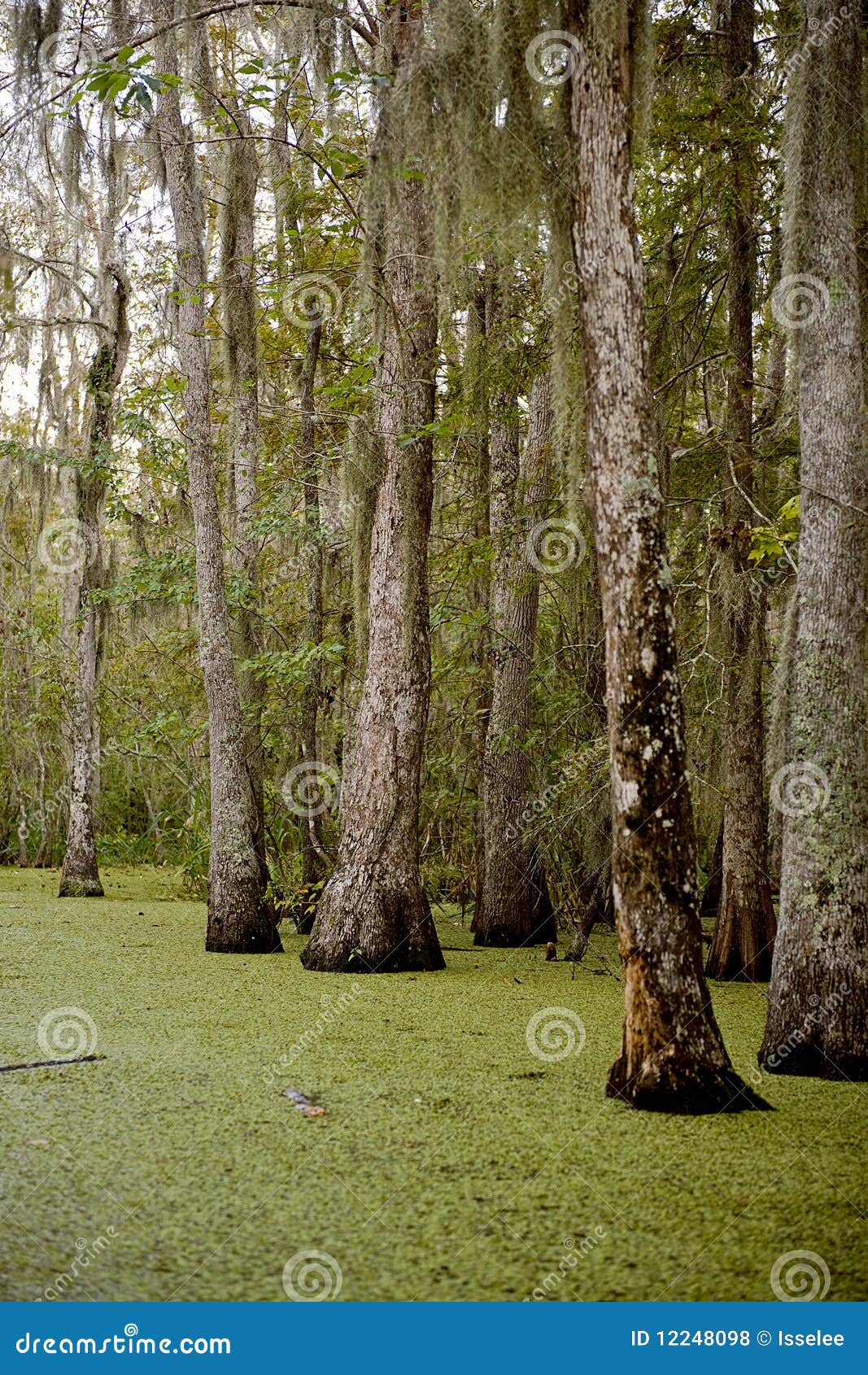 Moeras Dichtbij New Orleans, Louisiane Stock Foto - Image of nieuw ...