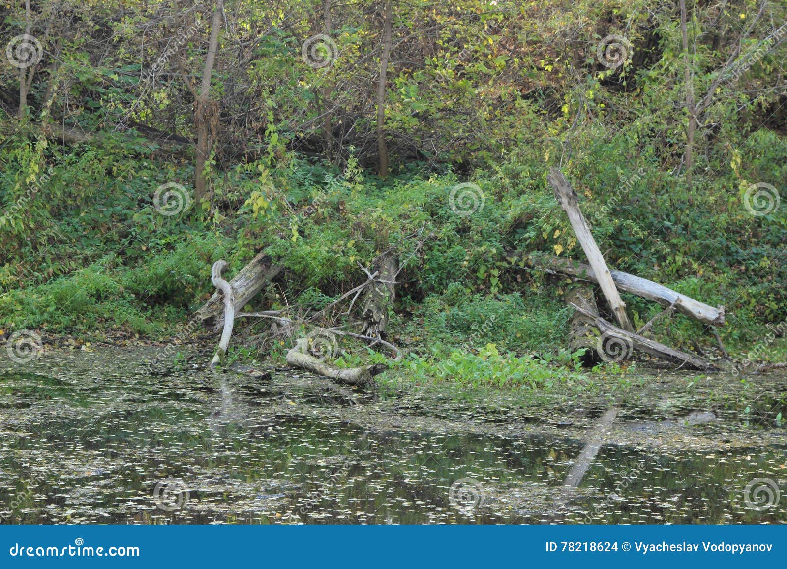 Moeras in groen bos stock foto. Image of dood, moeras - 78218624