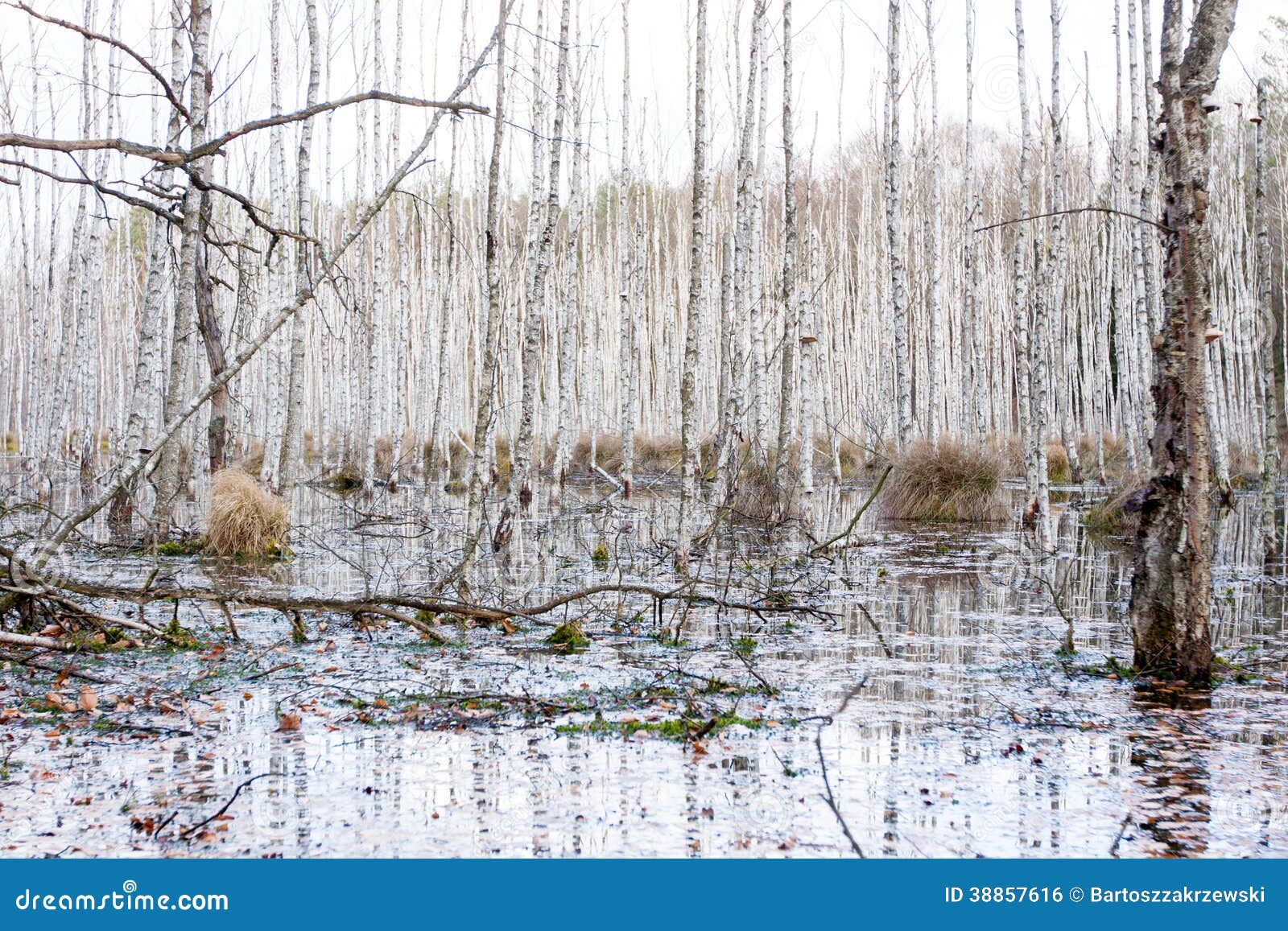 Moeras in het bos stock foto. Image of berk, meer, landschap - 38857616