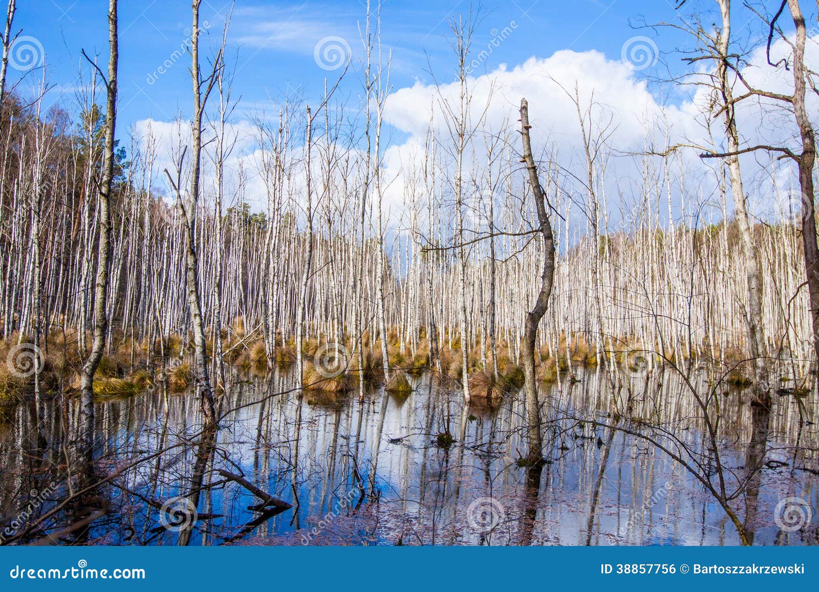 Moeras in het bos stock foto. Image of rivier, groen - 38857756