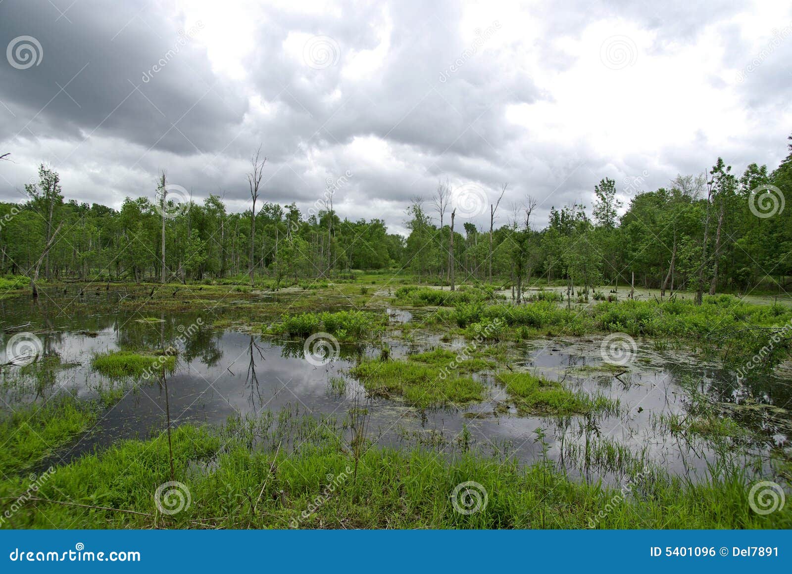 Moeras in Het Park Van De Staat Van Duinen, Indiana Stock Foto - Image ...
