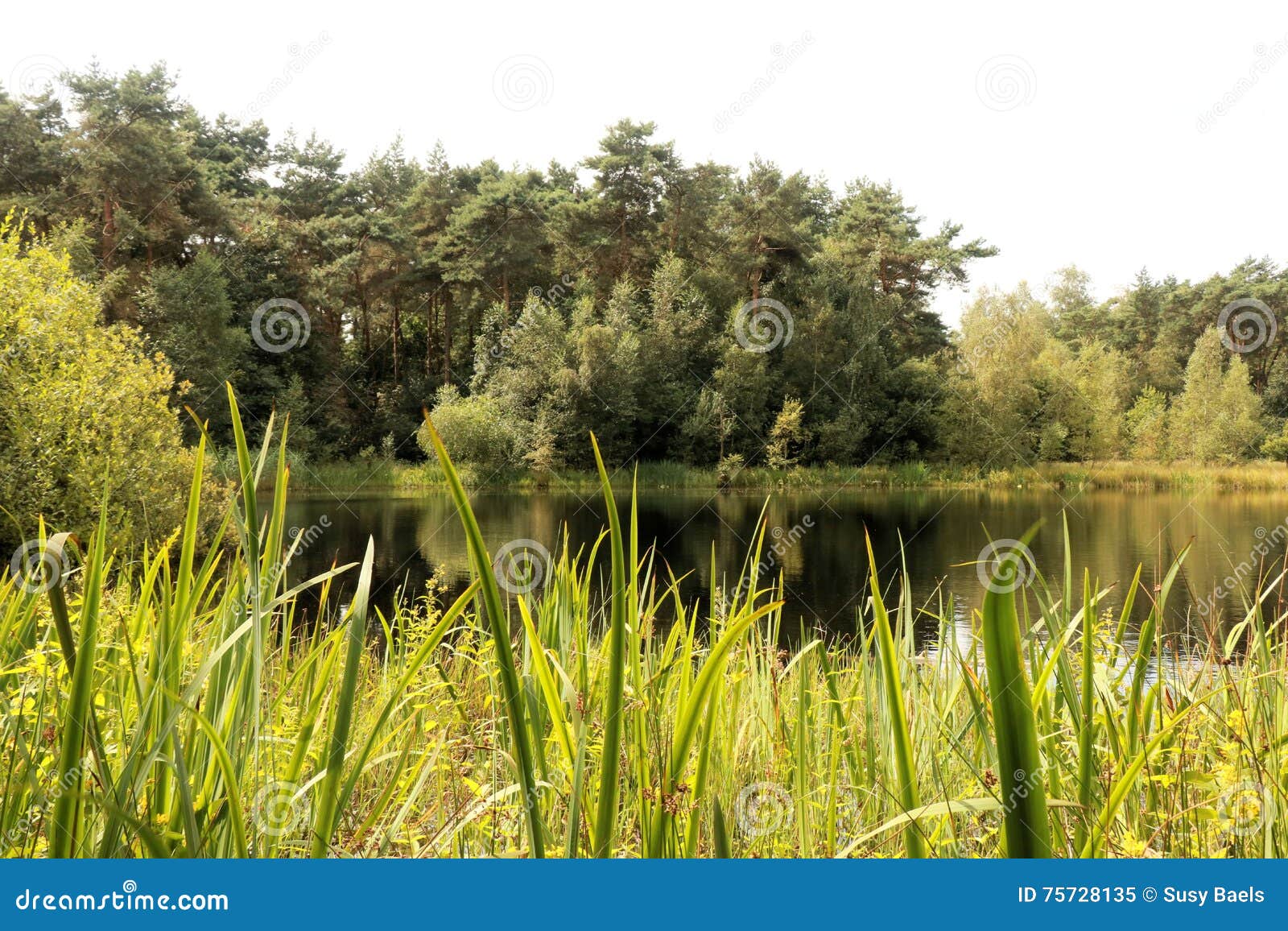 Moeras in Kalmthout-heide, Europa Stock Afbeelding - Image of meer ...