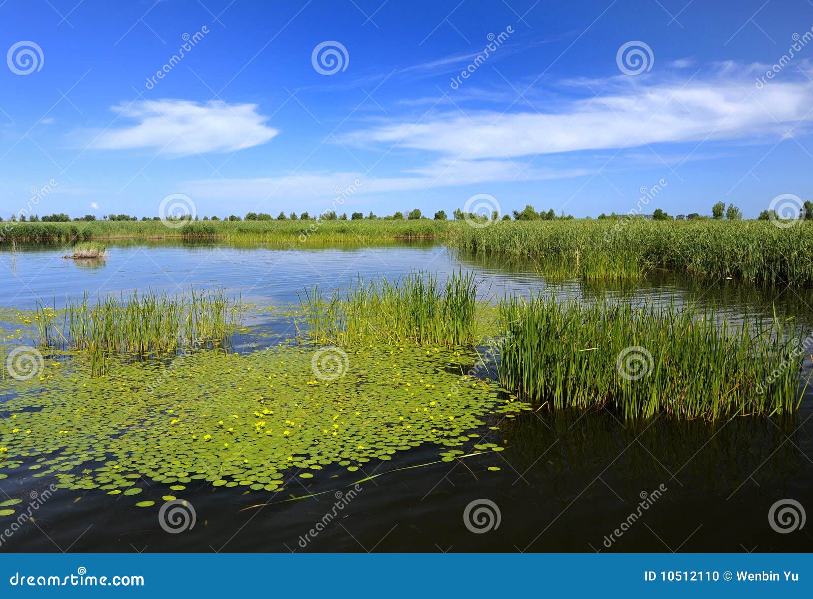 Moeras, Meer, Riet, Blauwe Hemel Stock Foto - Image of wolken, helder ...