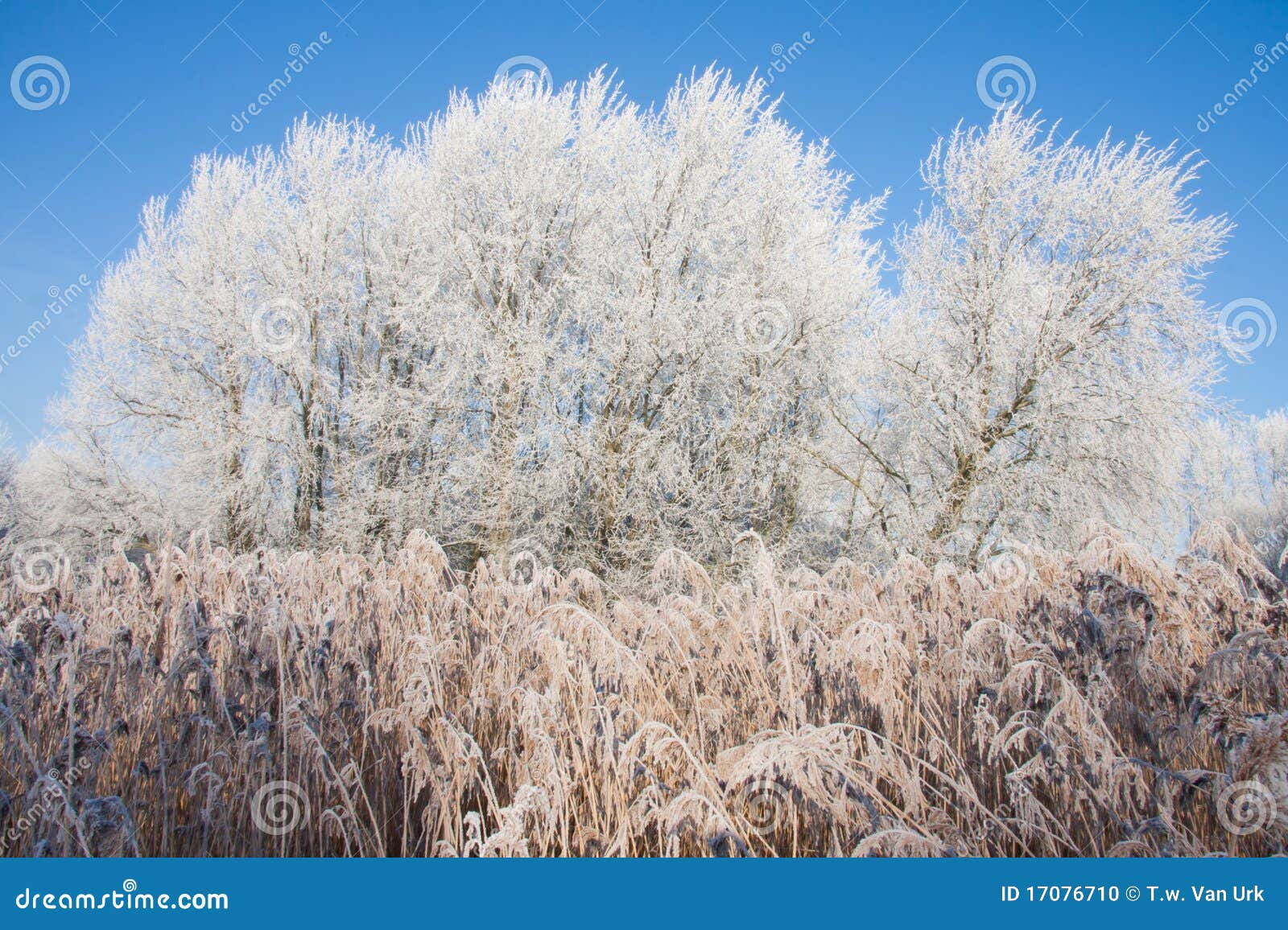 Moeras Met Bevroren Riet En Bomen in De Winter Stock Foto - Image of ...