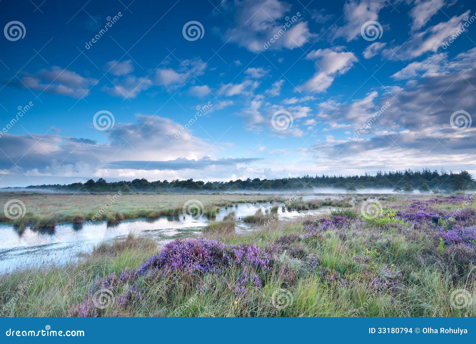 Moeras in Mist En Bloeiende Heide Stock Foto - Image of nevelig, nave ...