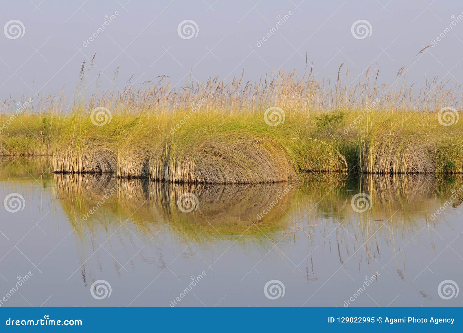 510 Moeras Photos - Free & Royalty-Free Stock Photos from Dreamstime