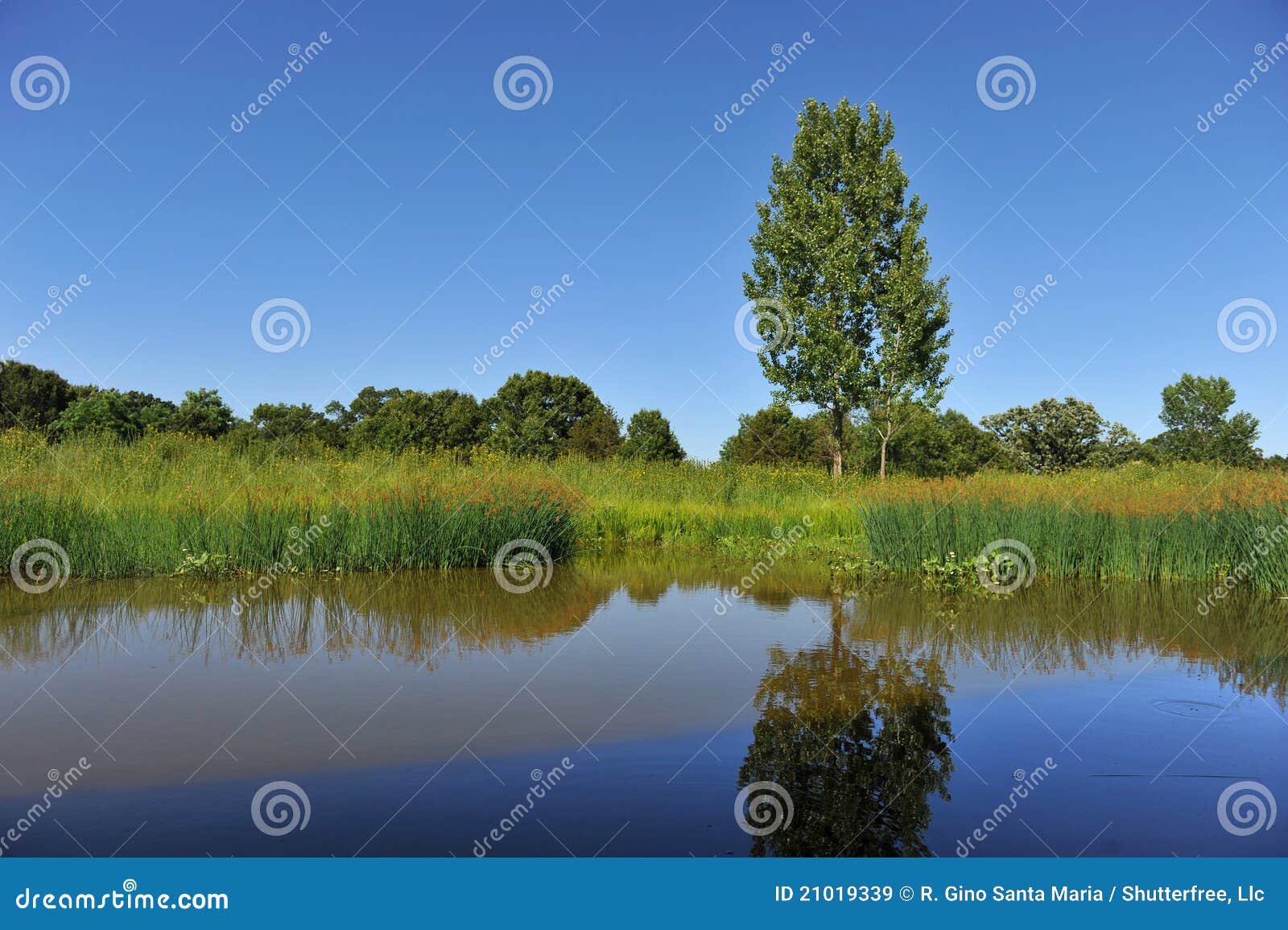 Moeras in Wisconsin stock afbeelding. Image of seizoen - 21019339