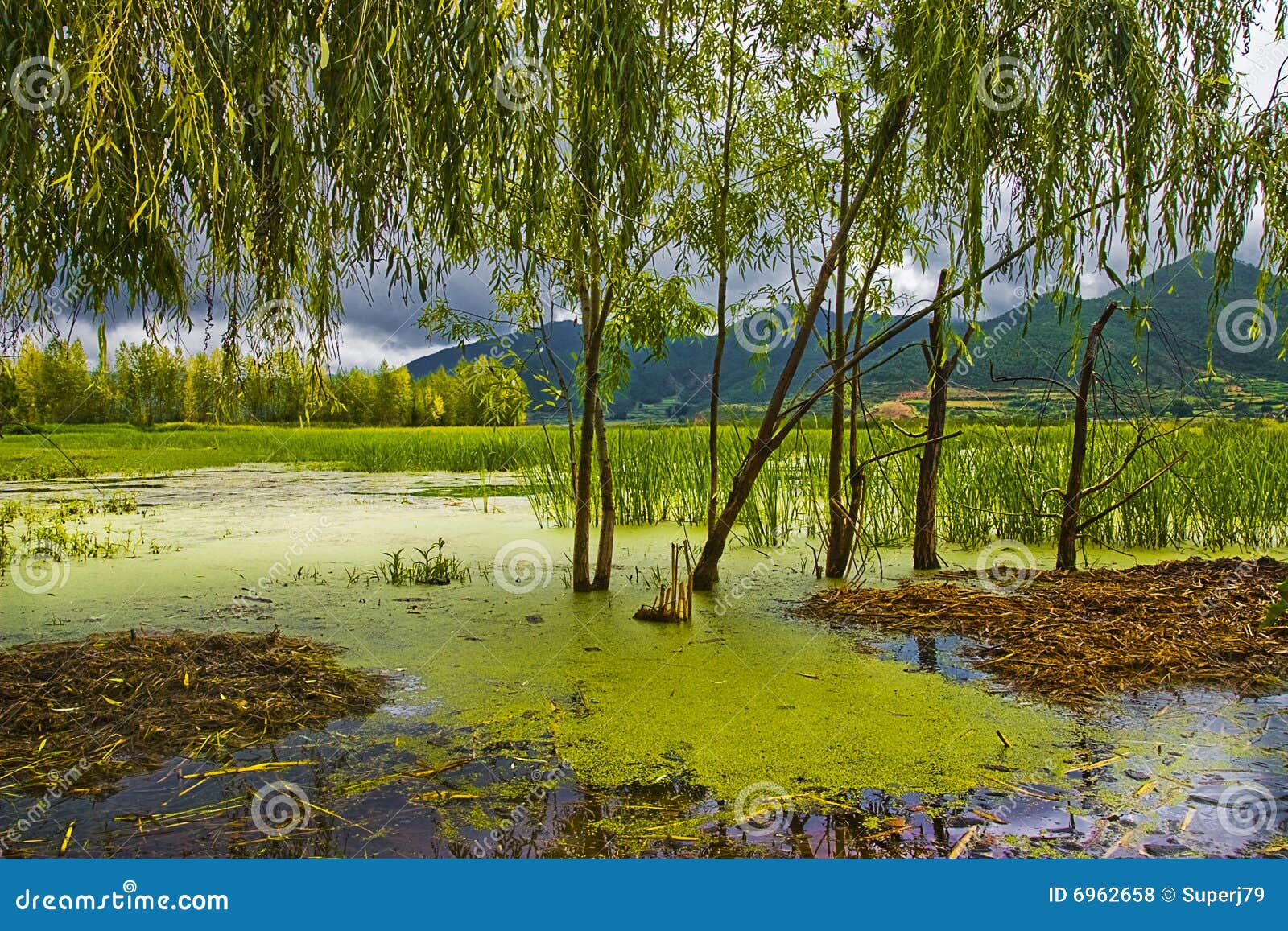 Moerasland, moeras stock foto. Image of breed, groen, bergen - 6962658
